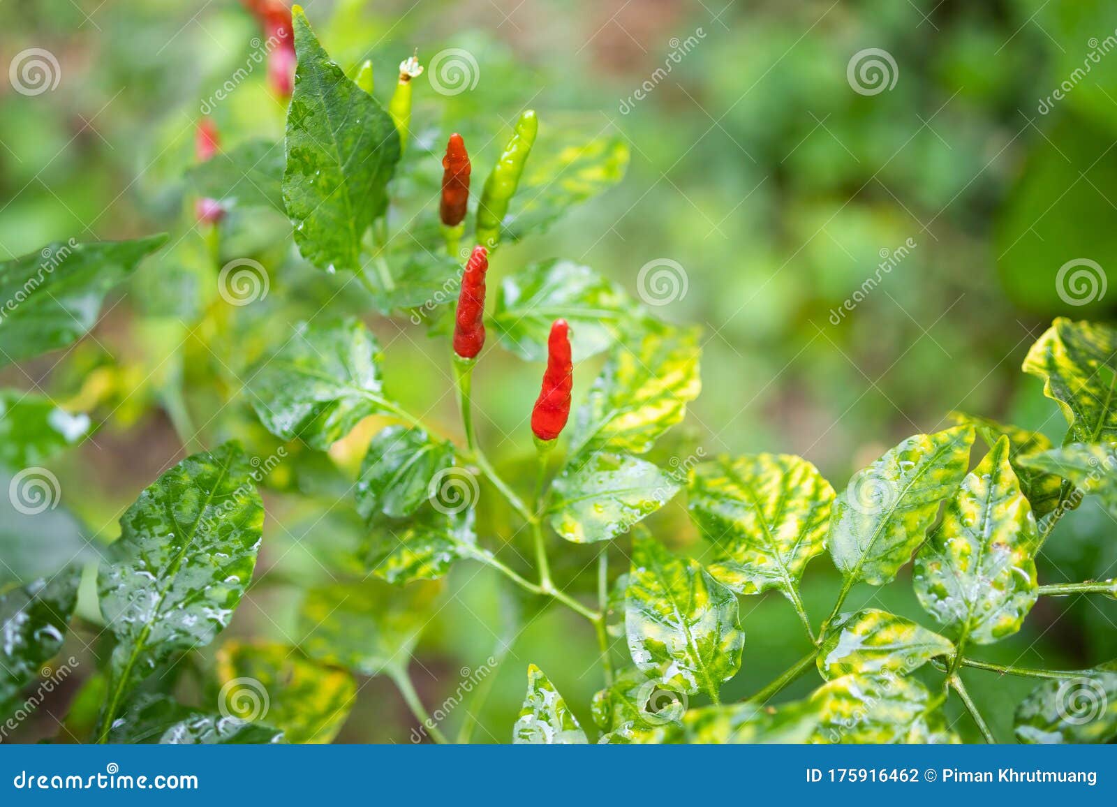 Thai Pepper Chilli Padi in the Garden Closeup Stock Photo - Image of ...