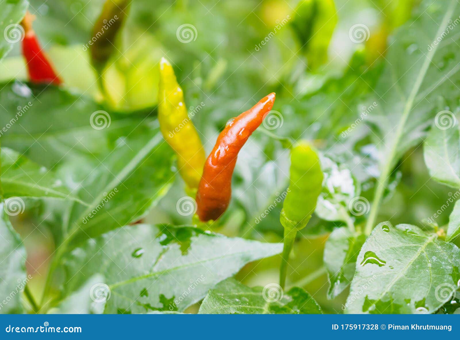 Thai Pepper Chilli Padi in the Garden Closeup Stock Photo - Image of ...