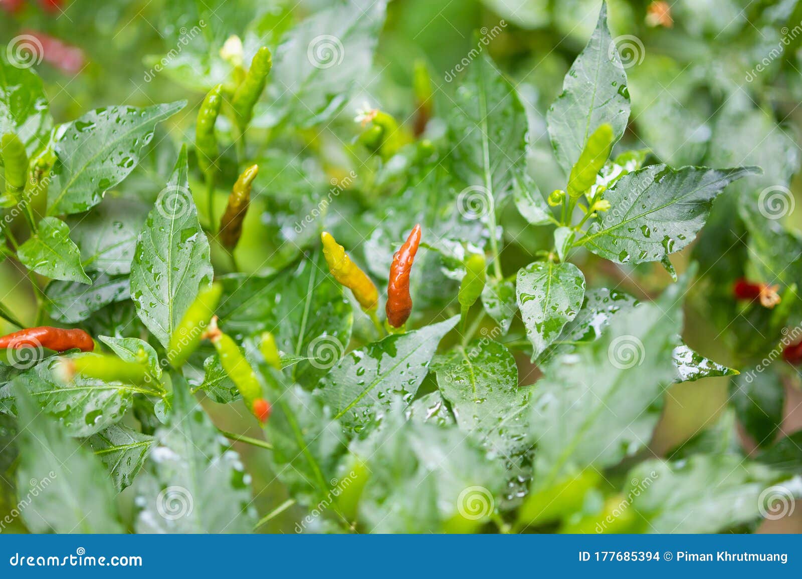Thai Pepper Chilli Padi in the Garden Closeup Stock Photo - Image of ...