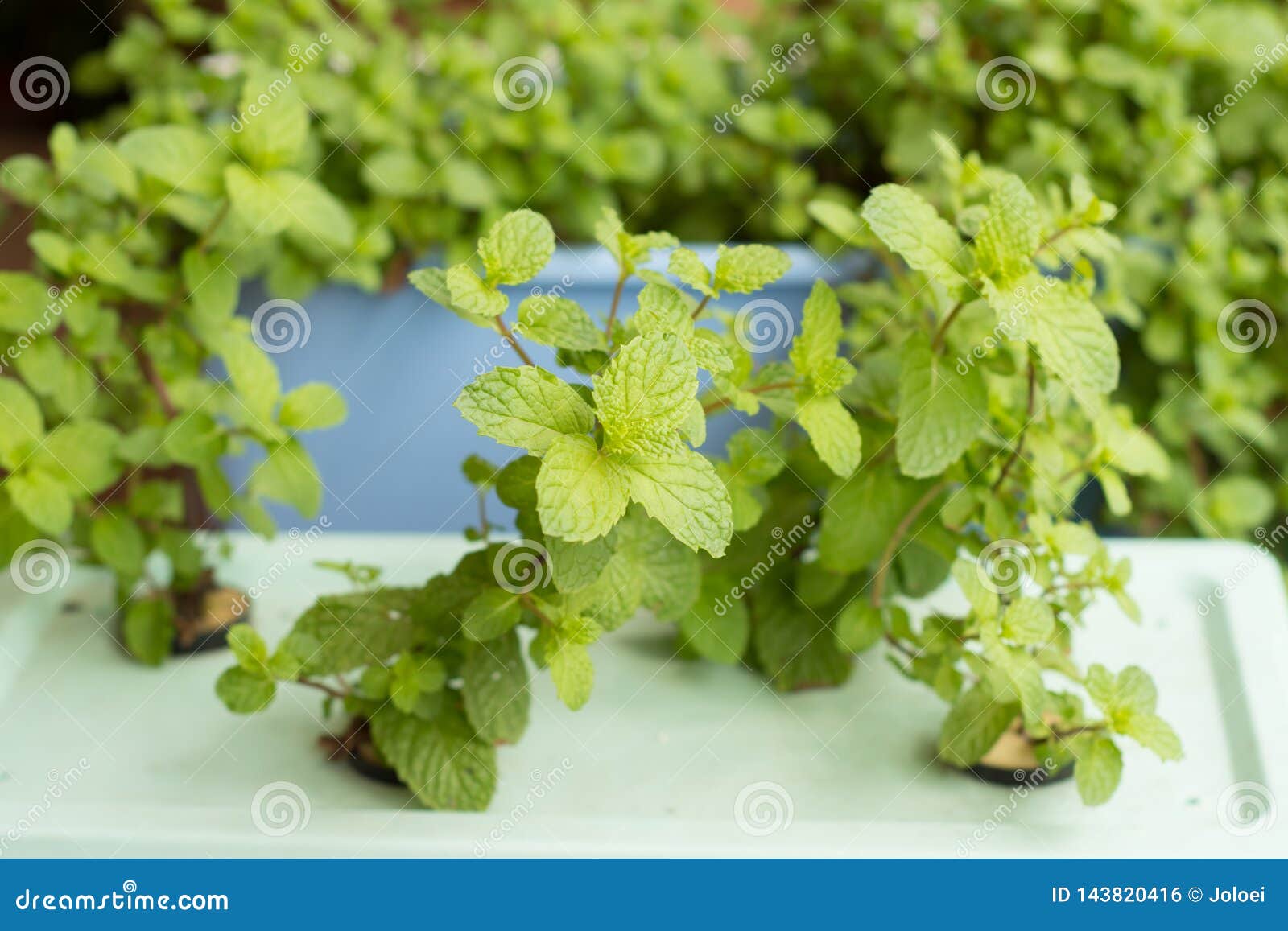 Thai Peppermint Growing in Pot Stock Photo - Image of thai, garden ...