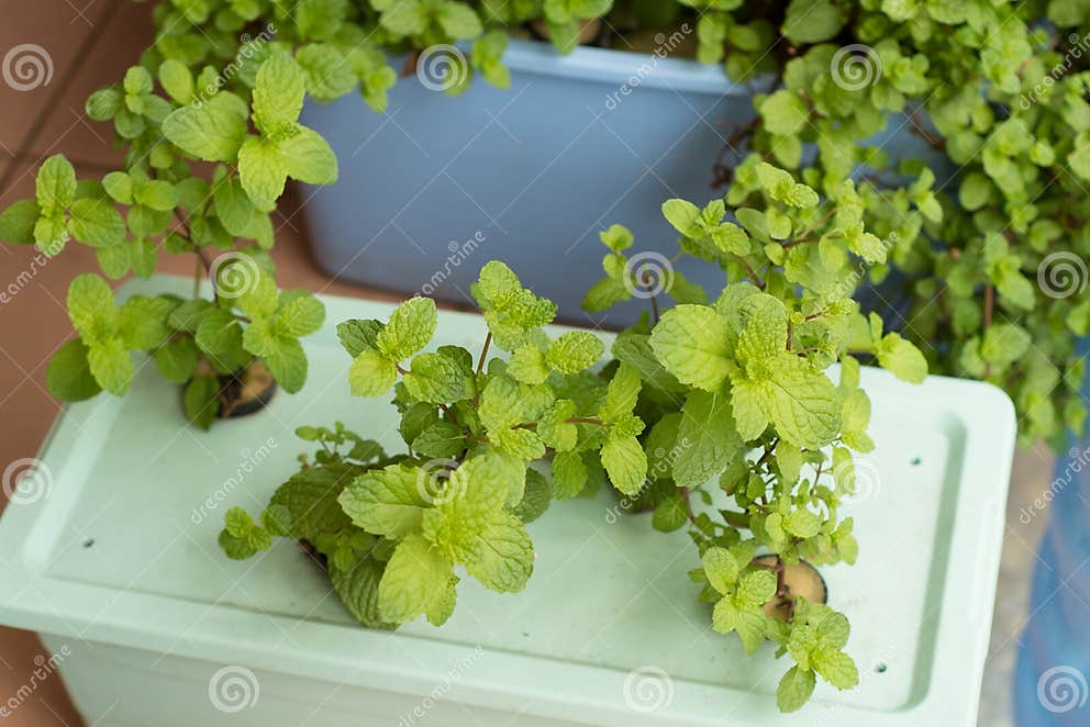 Thai Peppermint Growing in Pot Stock Photo - Image of peppermint ...