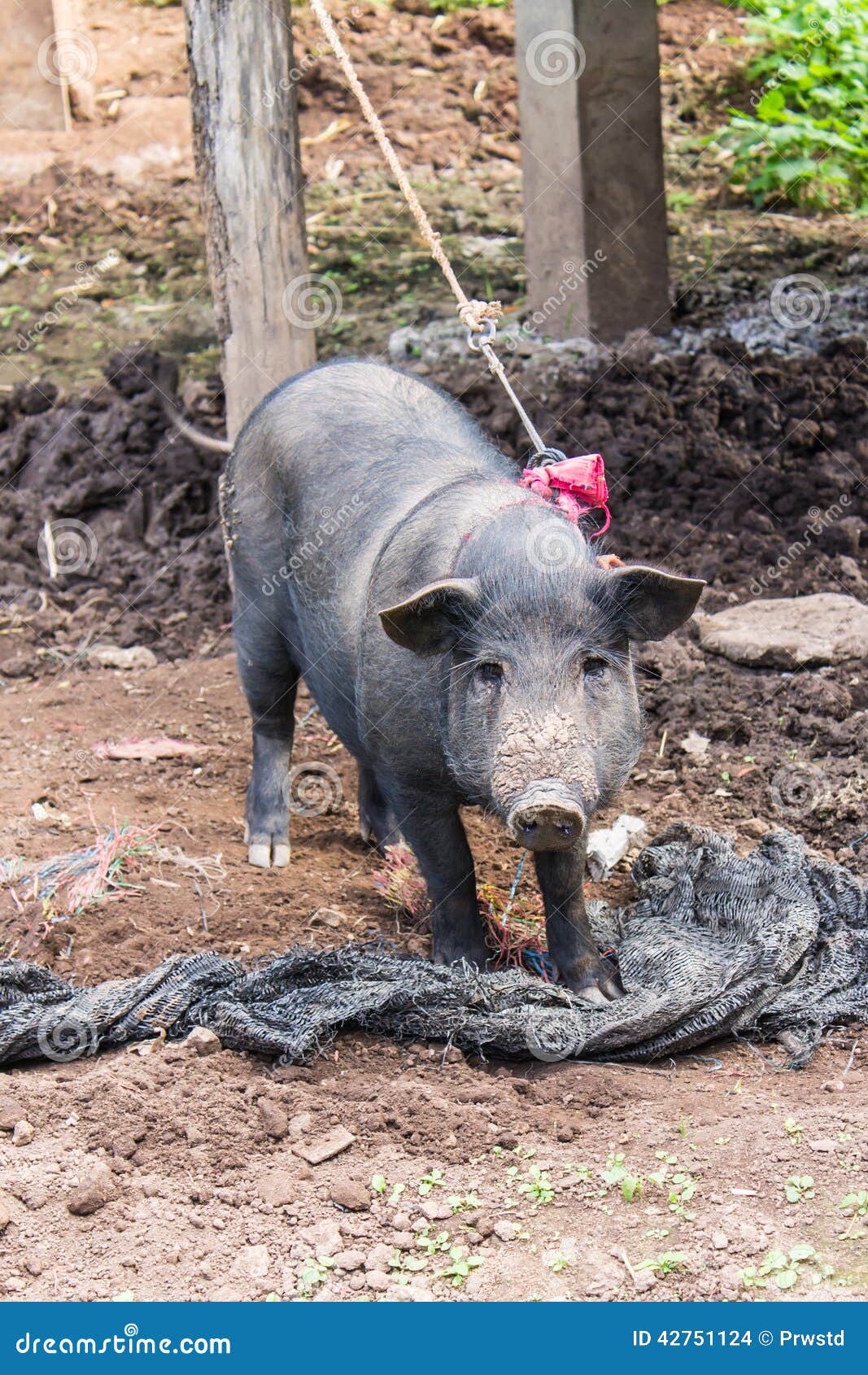 Thai Pig, Wild boar stock photo. Image of omnivores, dirty - 42751124