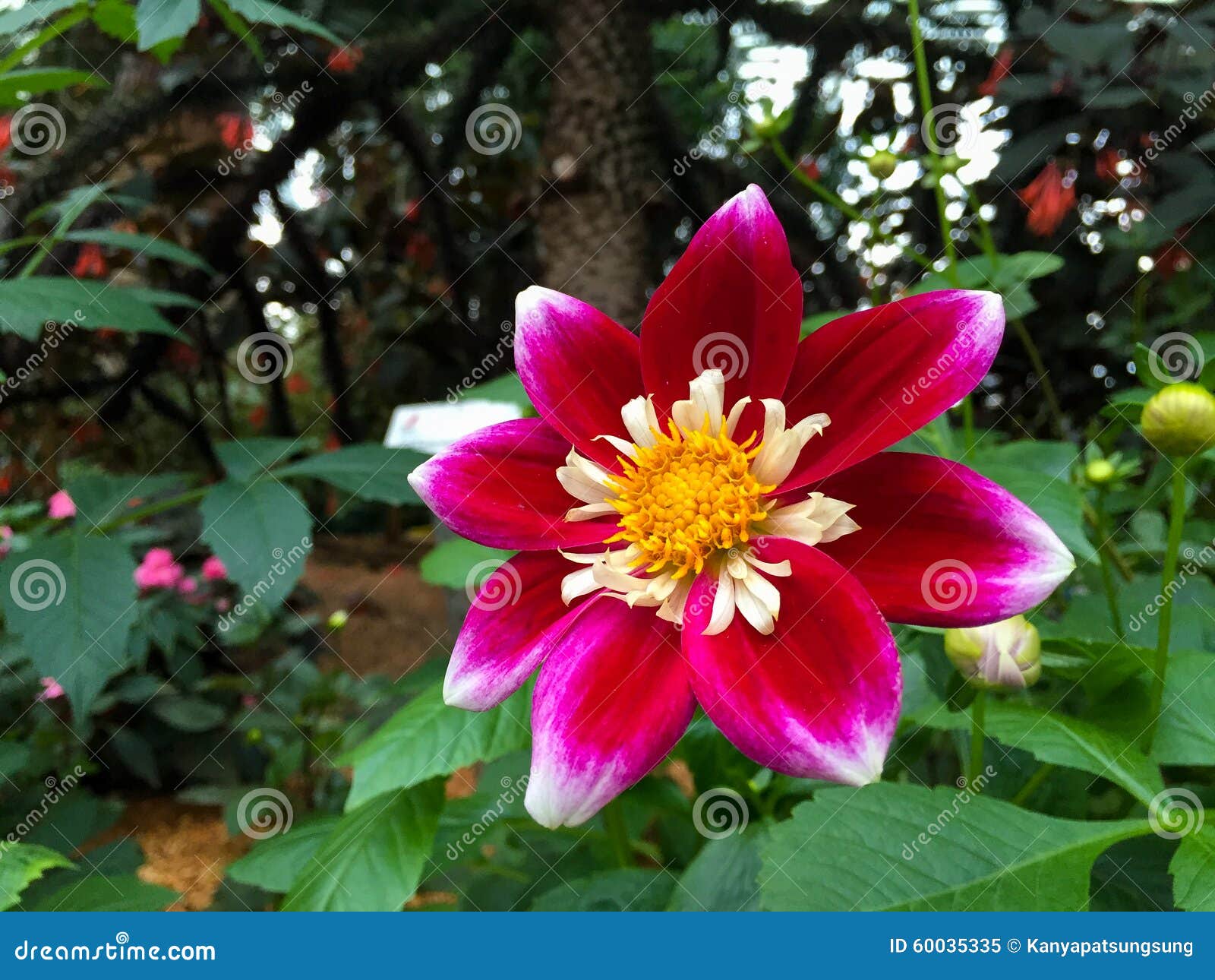 Thai pink flowers stock image. Image of green, blossom - 60035335