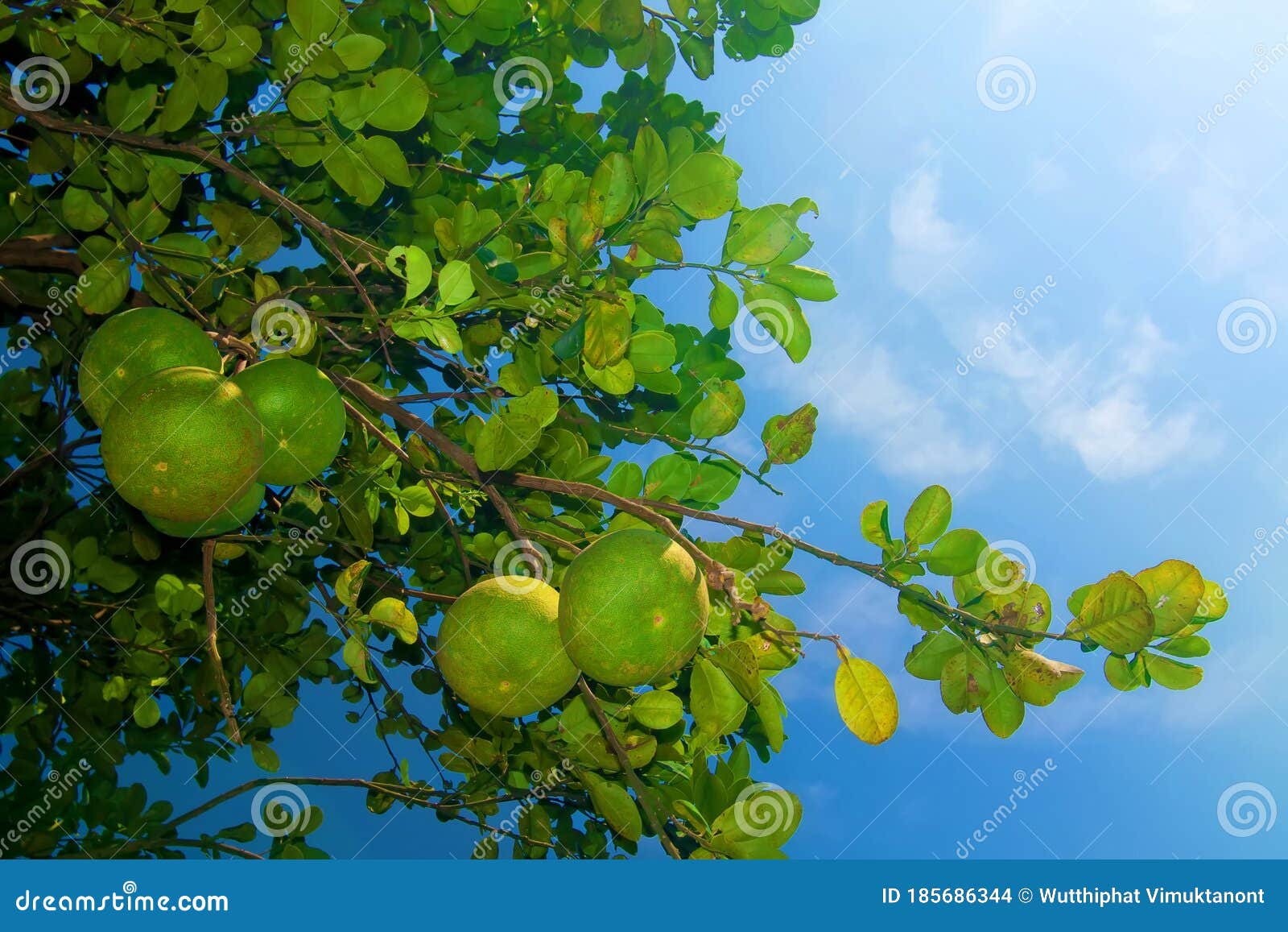 Thai Pomelo is on the Tree , Fruit a Large Spherical Shape Stock Photo ...