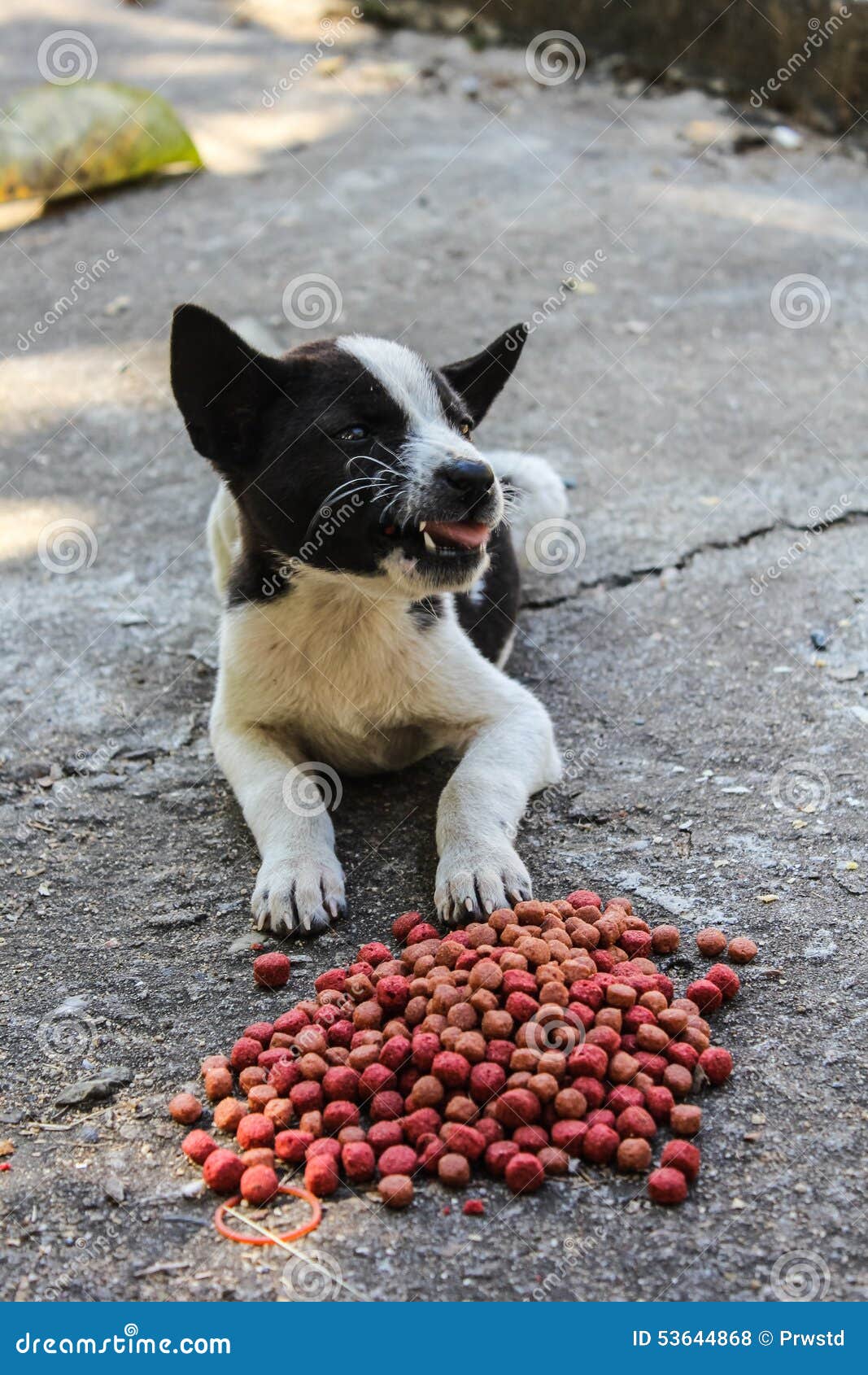 Thai Puppy Stray Dog Eating Stock Photo - Image of hound, vagrant: 53644868