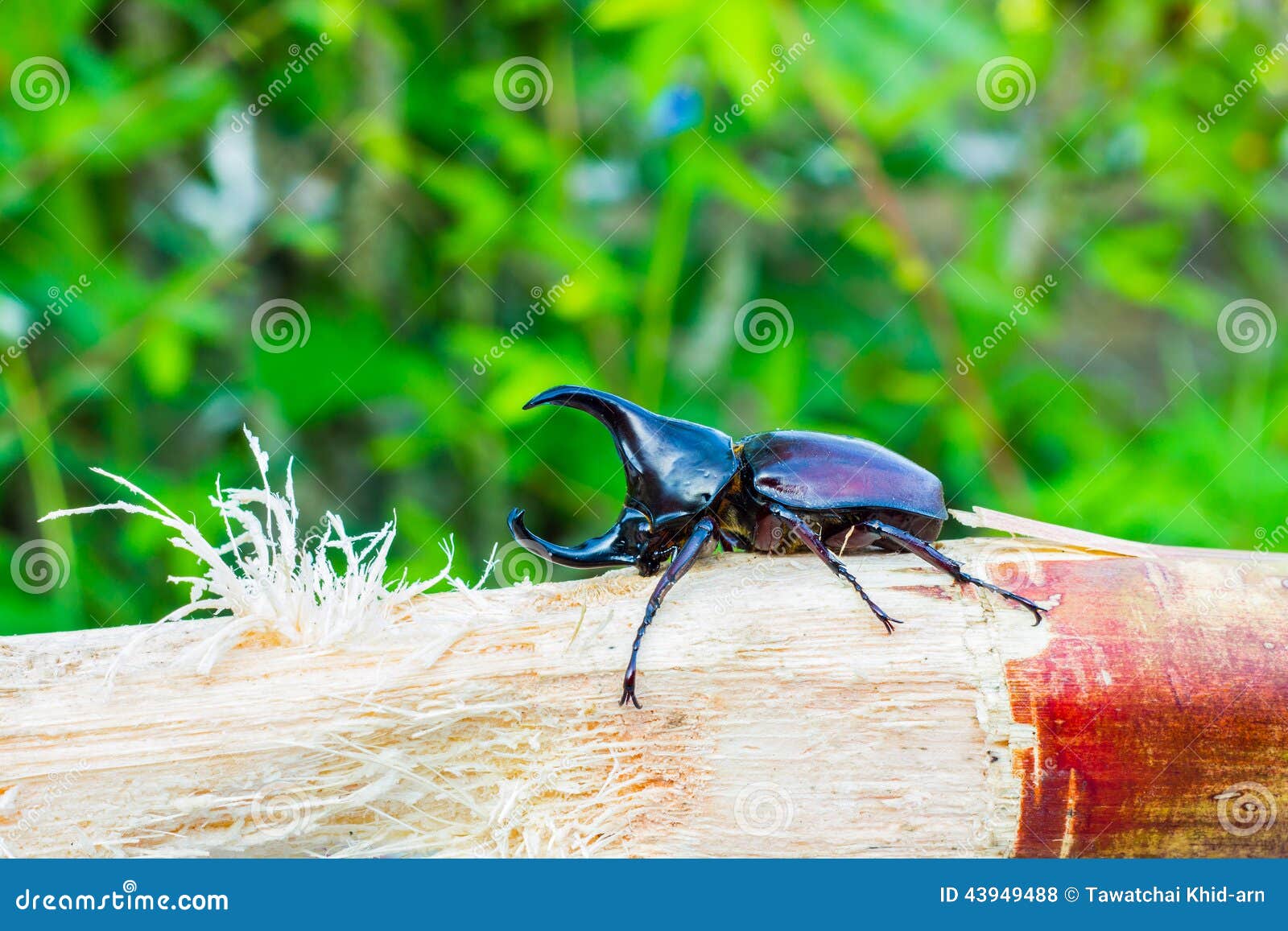 Thai Rhinoceros Beetle Eating Sugar Cane Stock Photo - Image of ...