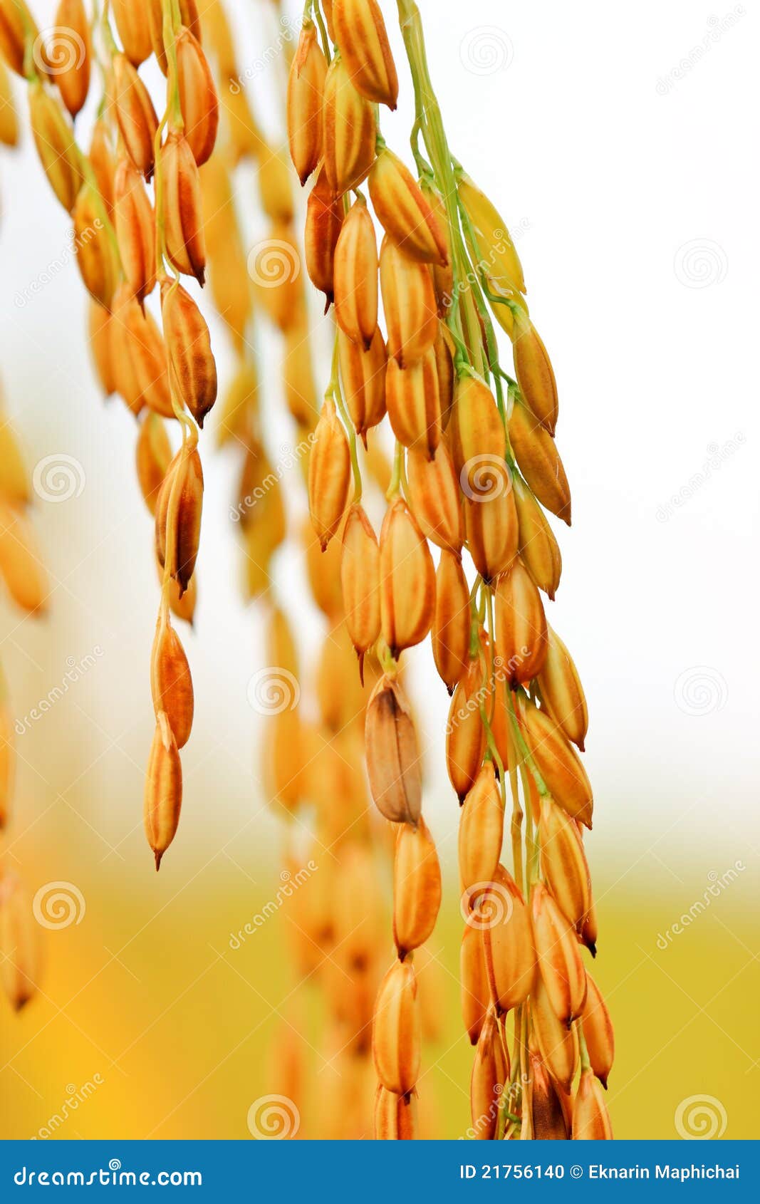 Thai rice stock photo. Image of plants, white, outdoors - 21756140