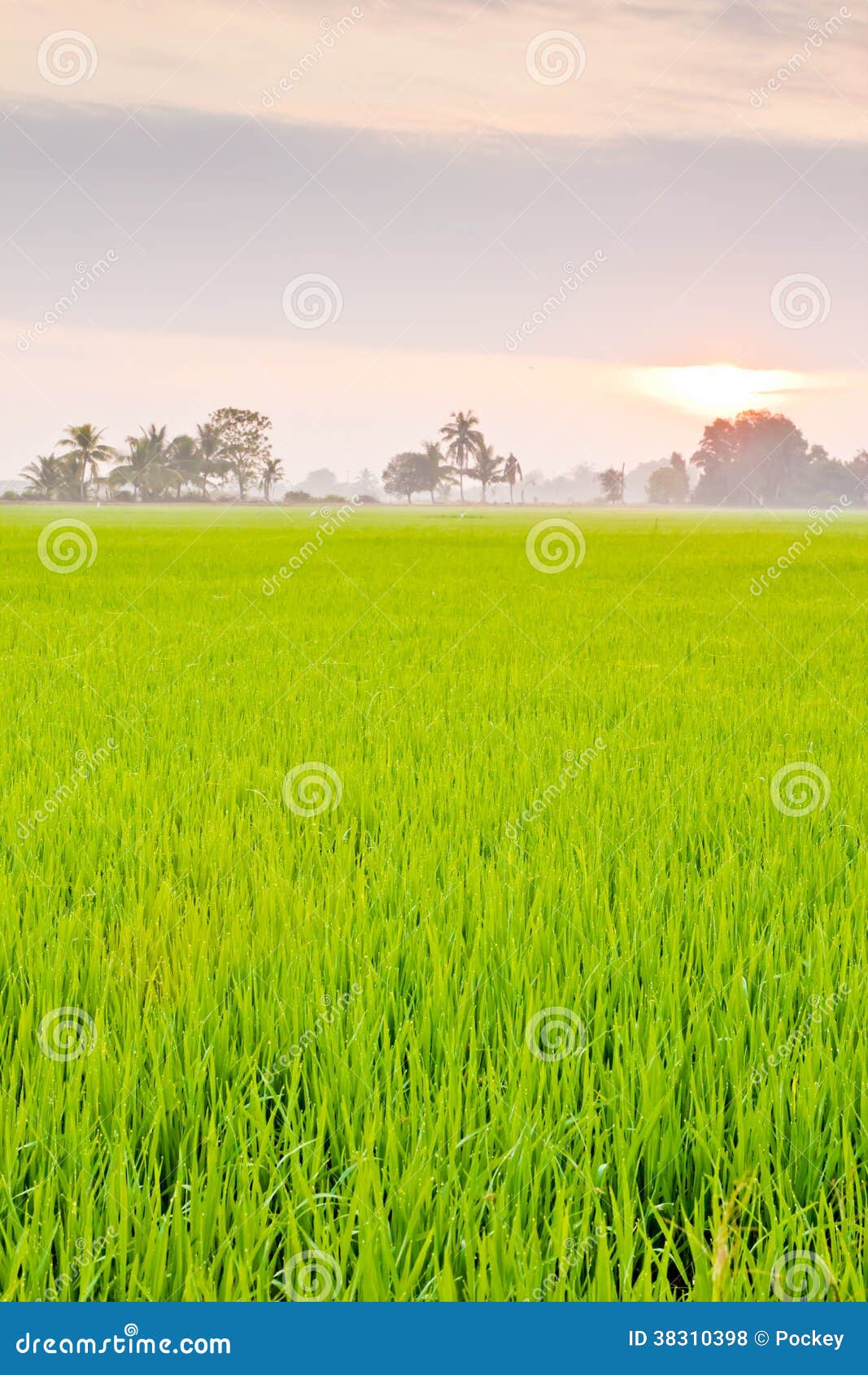 Thai Rice Farm stock photo. Image of cereal, country - 38310398