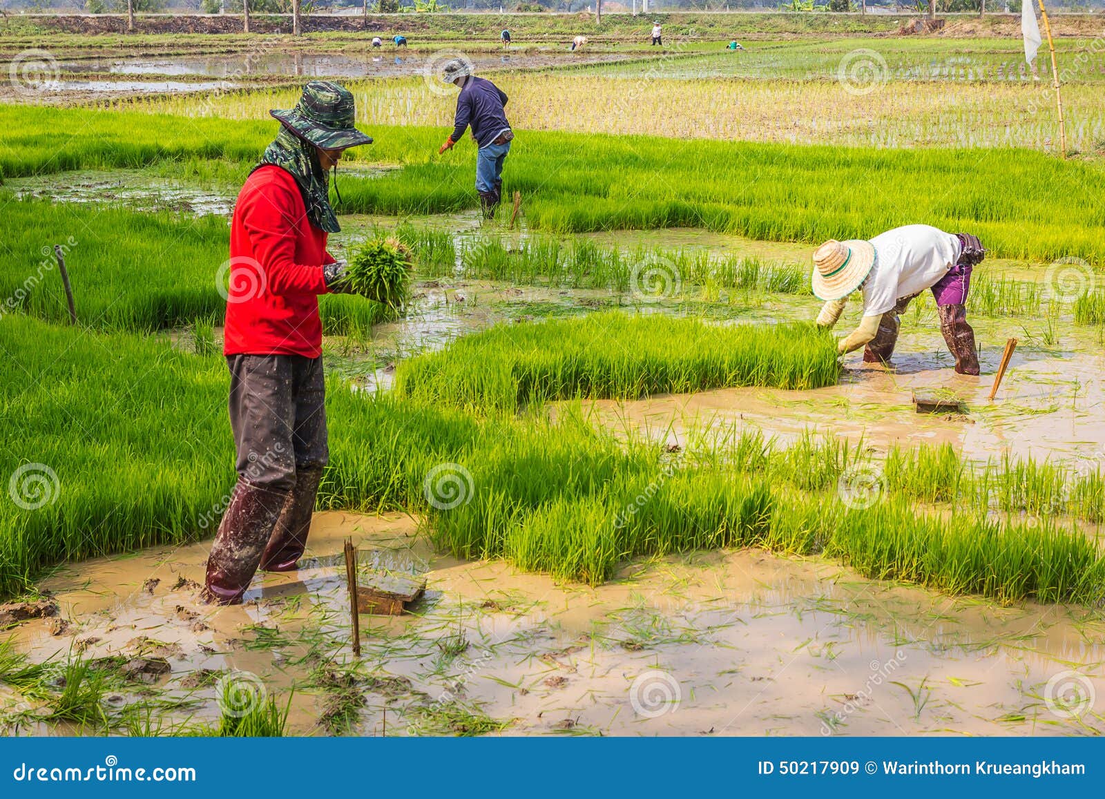 Thai rice farmer working editorial stock image. Image of farm - 50217909