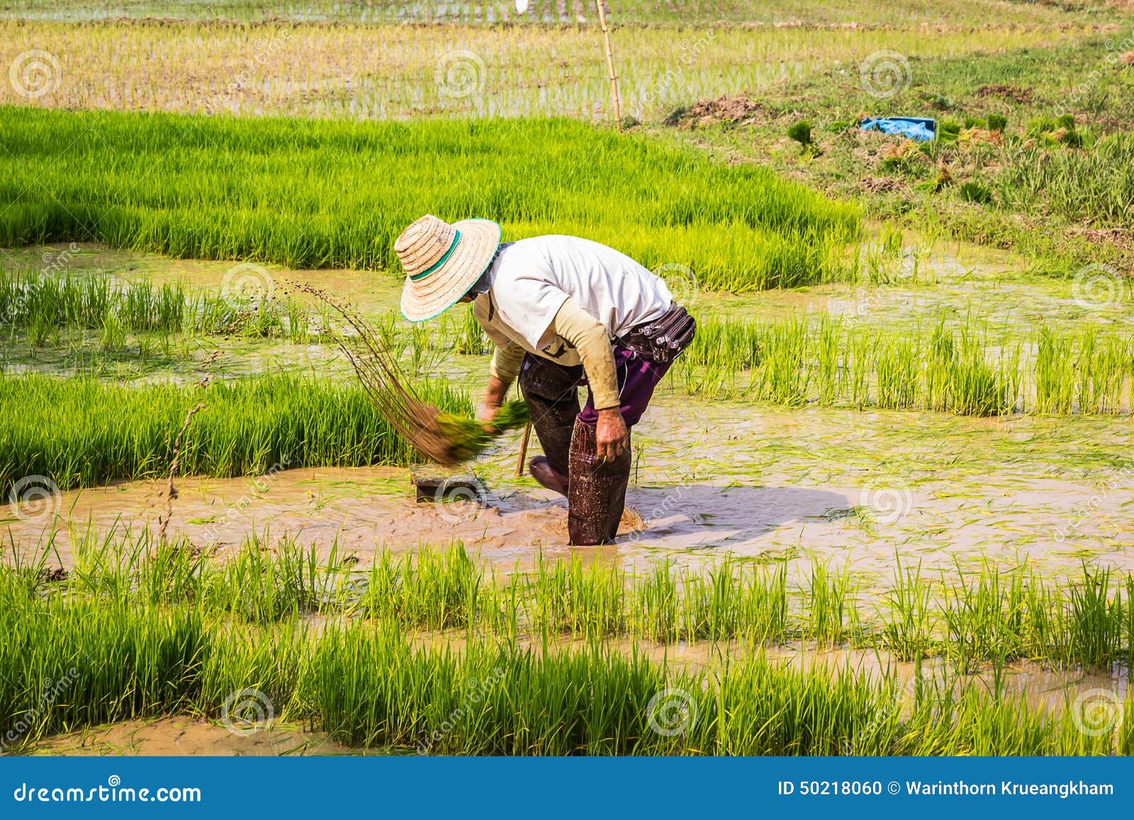 Thai rice farmer working editorial image. Image of country - 50218060