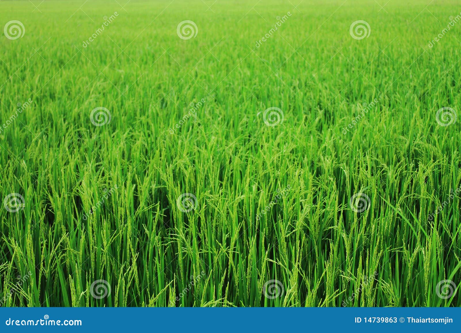 Thai Rice field stock image. Image of countryside, green - 14739863