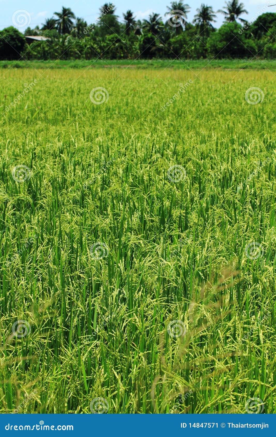 Thai rice field stock image. Image of field, local, food - 14847571