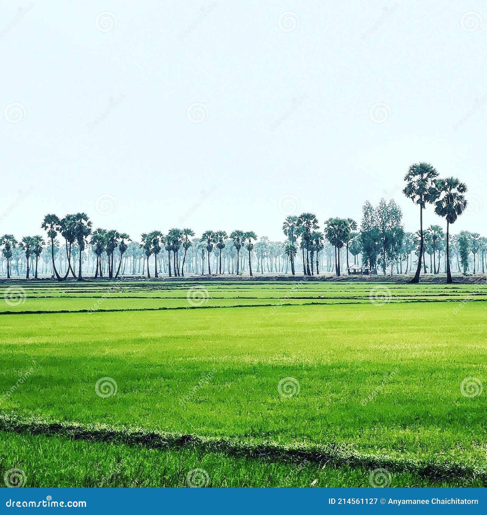 Thai Rice Field stock image. Image of ricefield, nature - 214561127