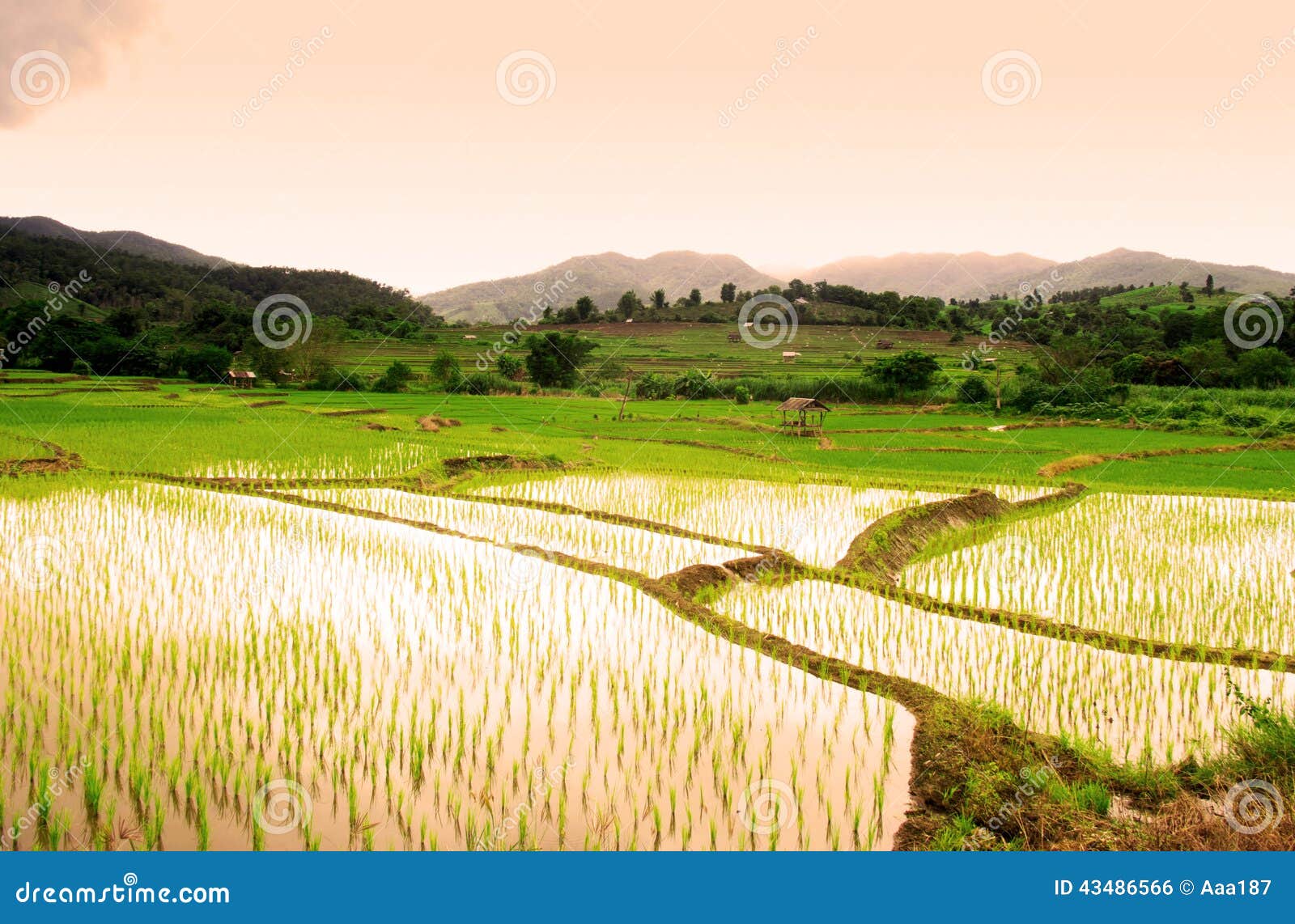 Thai rice field stock photo. Image of color, hill, ground - 43486566