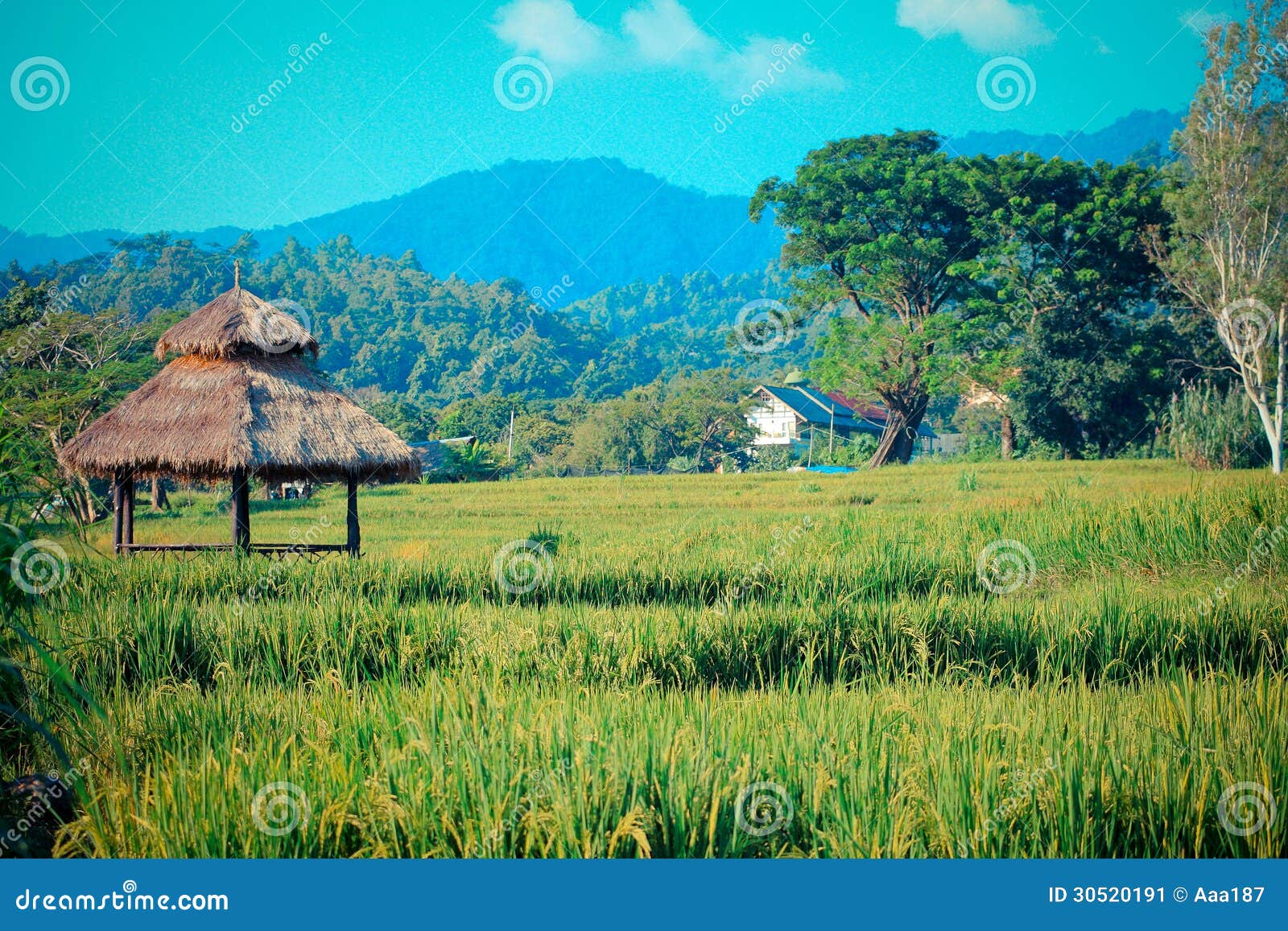 Thai rice field stock image. Image of asia, mountains - 30520191