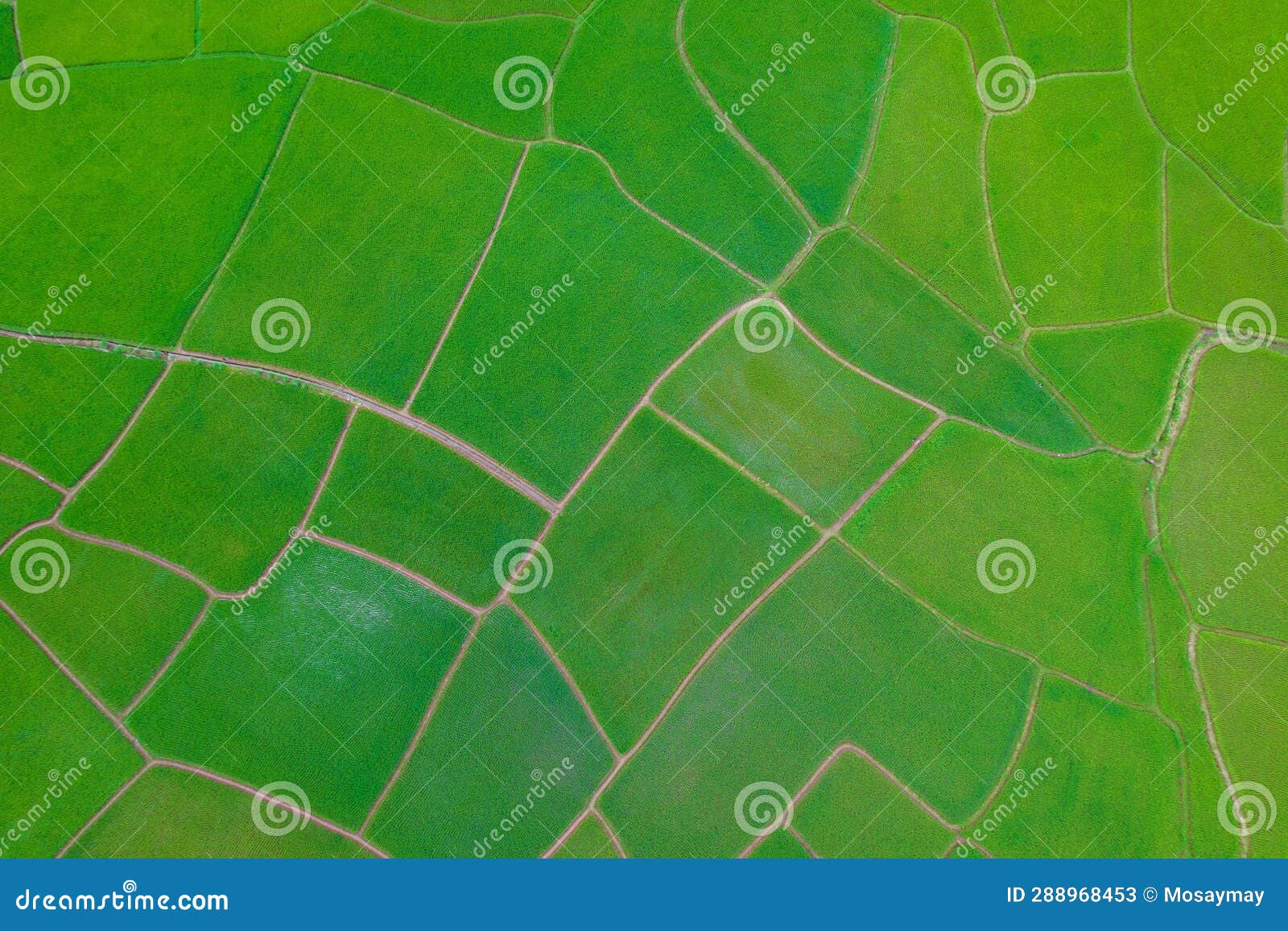 Thai Rice Fields from Above in Thailand Stock Image - Image of bird ...