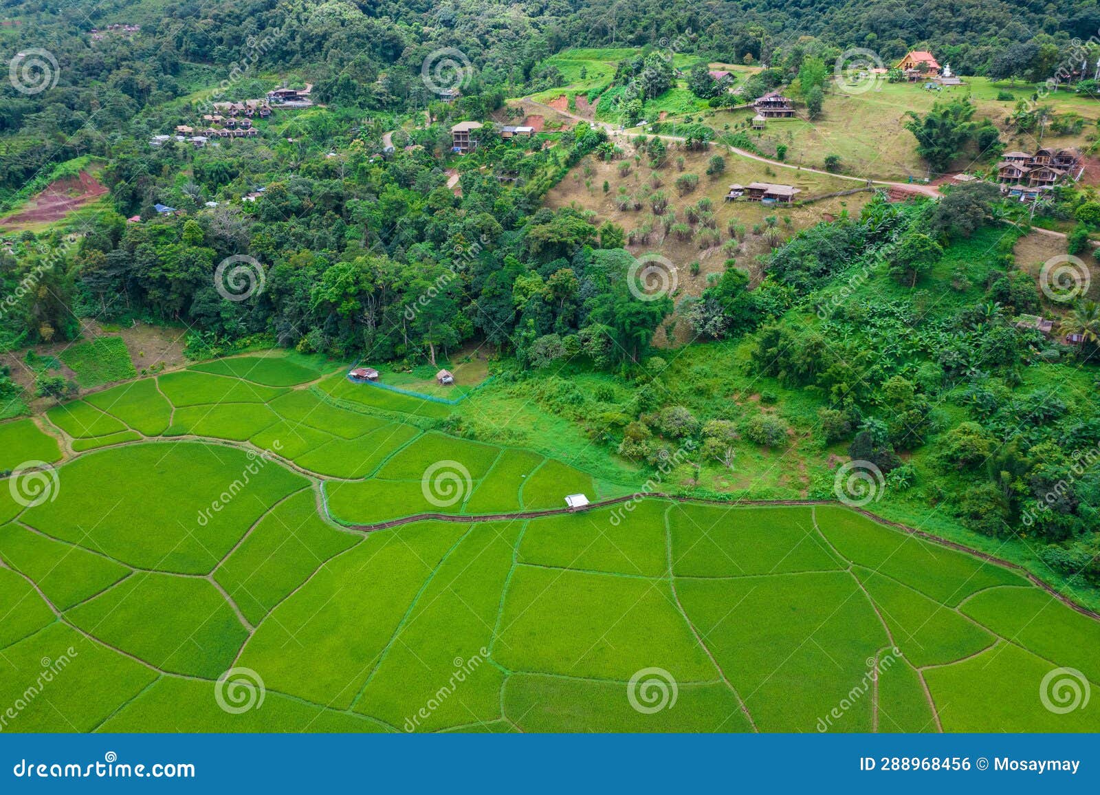Thai Rice Fields from Above in Thailand Stock Photo - Image of thailand ...