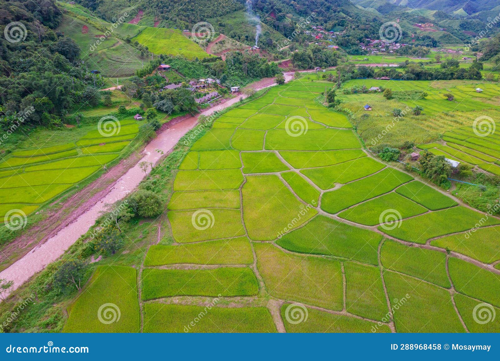 Thai Rice Fields from Above in Thailand Stock Photo - Image of filed ...