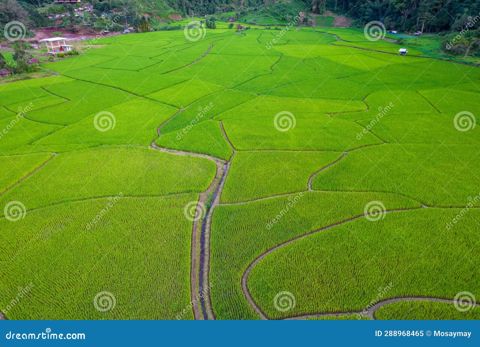 Thai Rice Fields from Above in Thailand Stock Image - Image of green ...