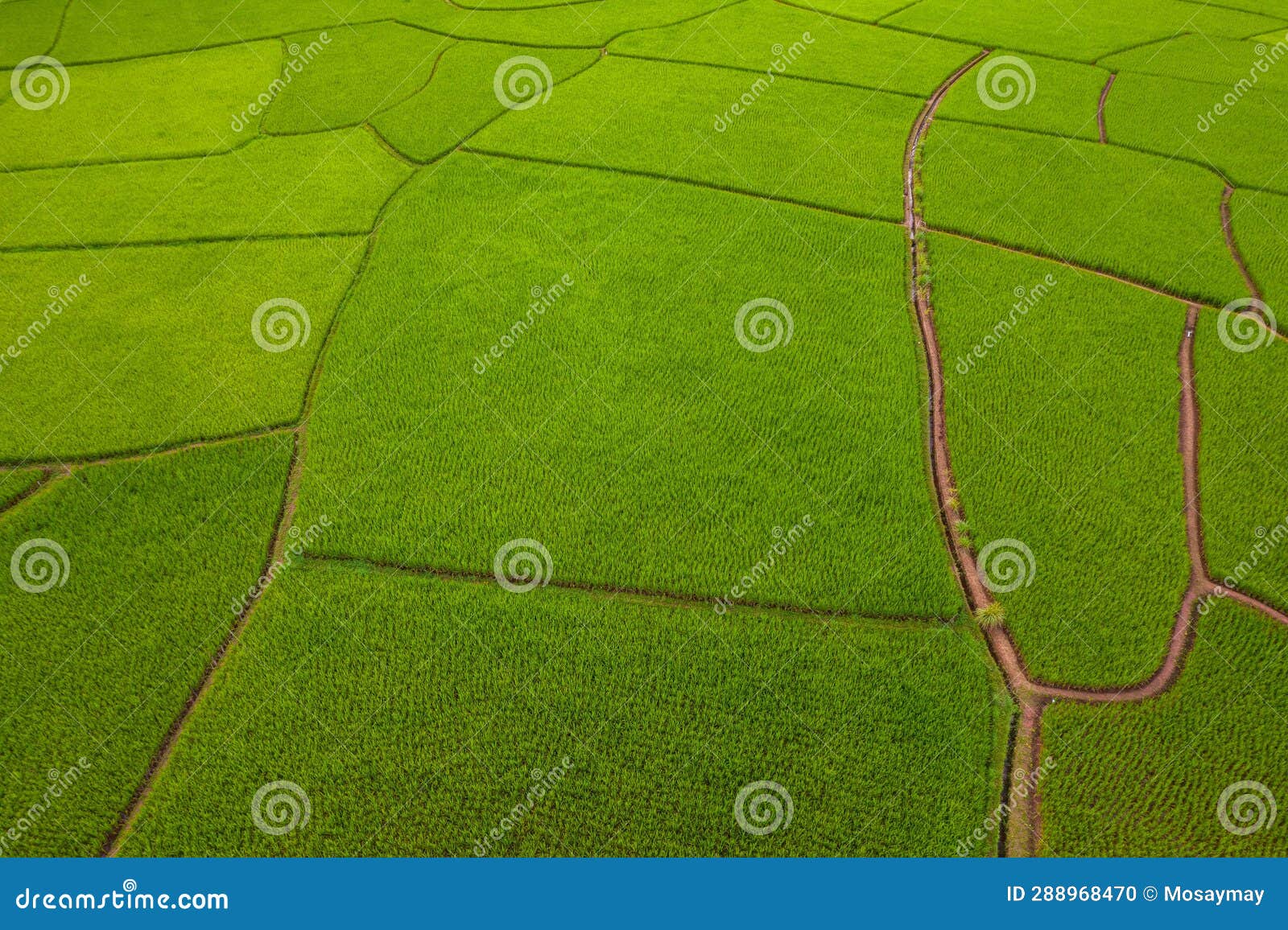 Thai Rice Fields from Above in Thailand Stock Photo - Image of thailand ...