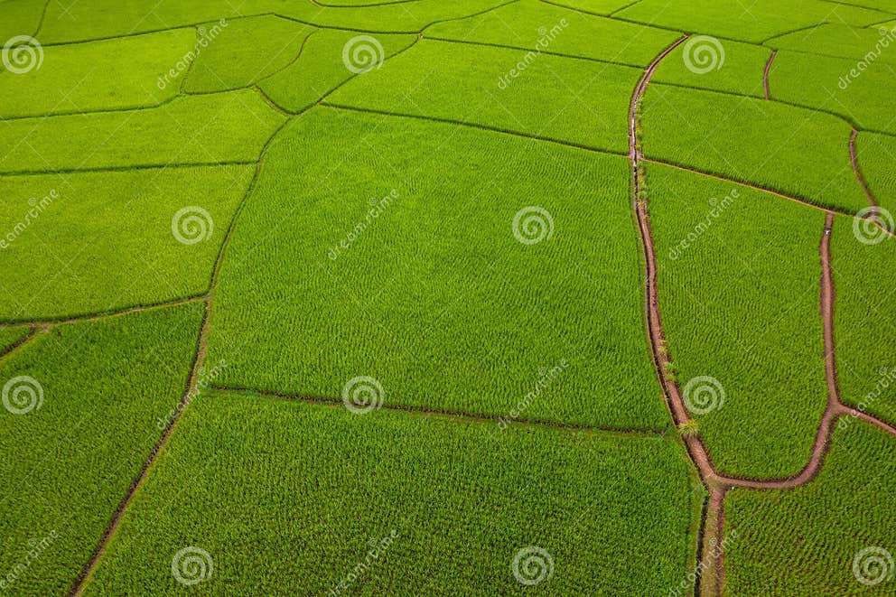 Thai Rice Fields from Above in Thailand Stock Photo - Image of thailand ...