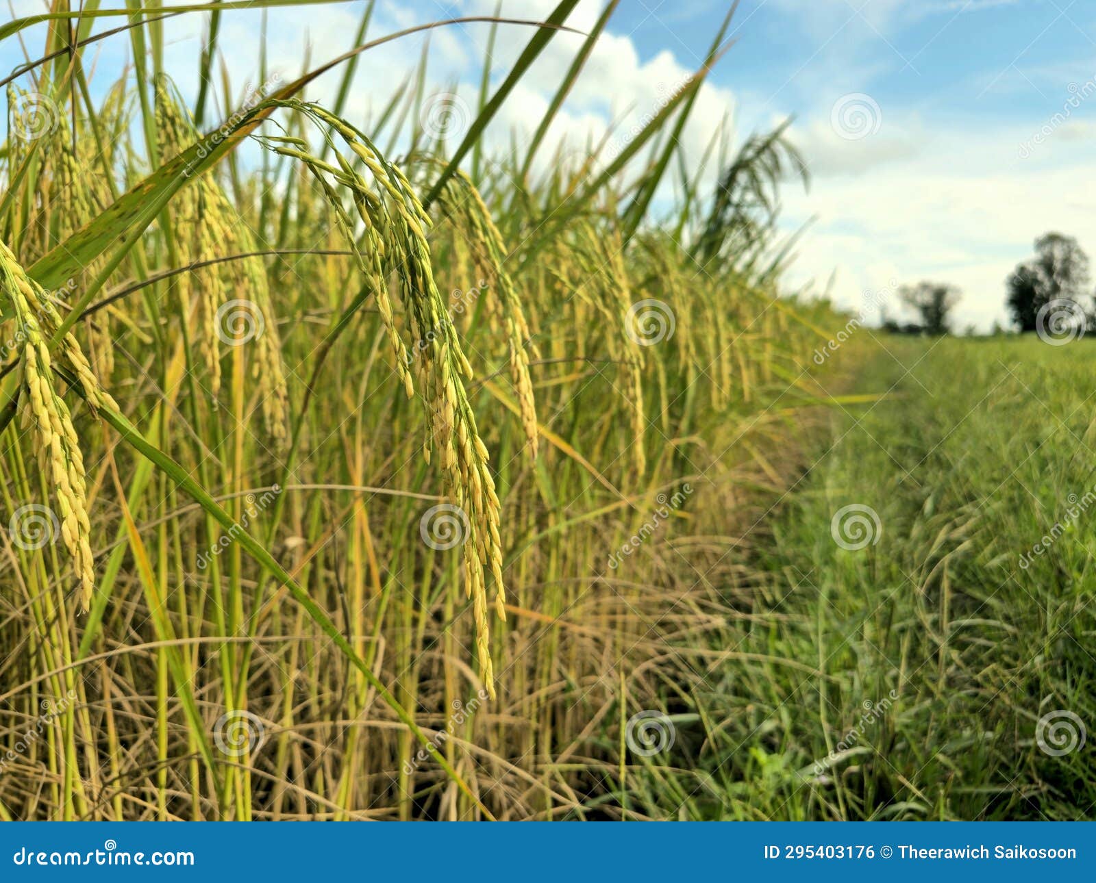 Thai Rice Fields and Golden Yellow Rice Grains Stock Photo - Image of ...