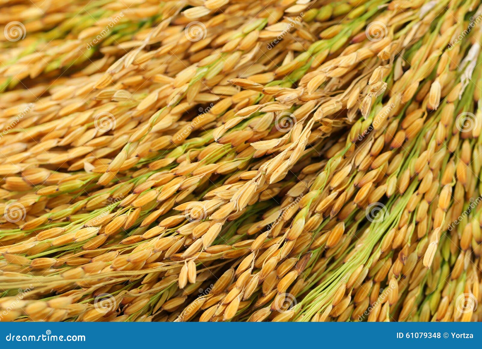 Thai Rice stock photo. Image of asia, isolated, thailand - 61079348