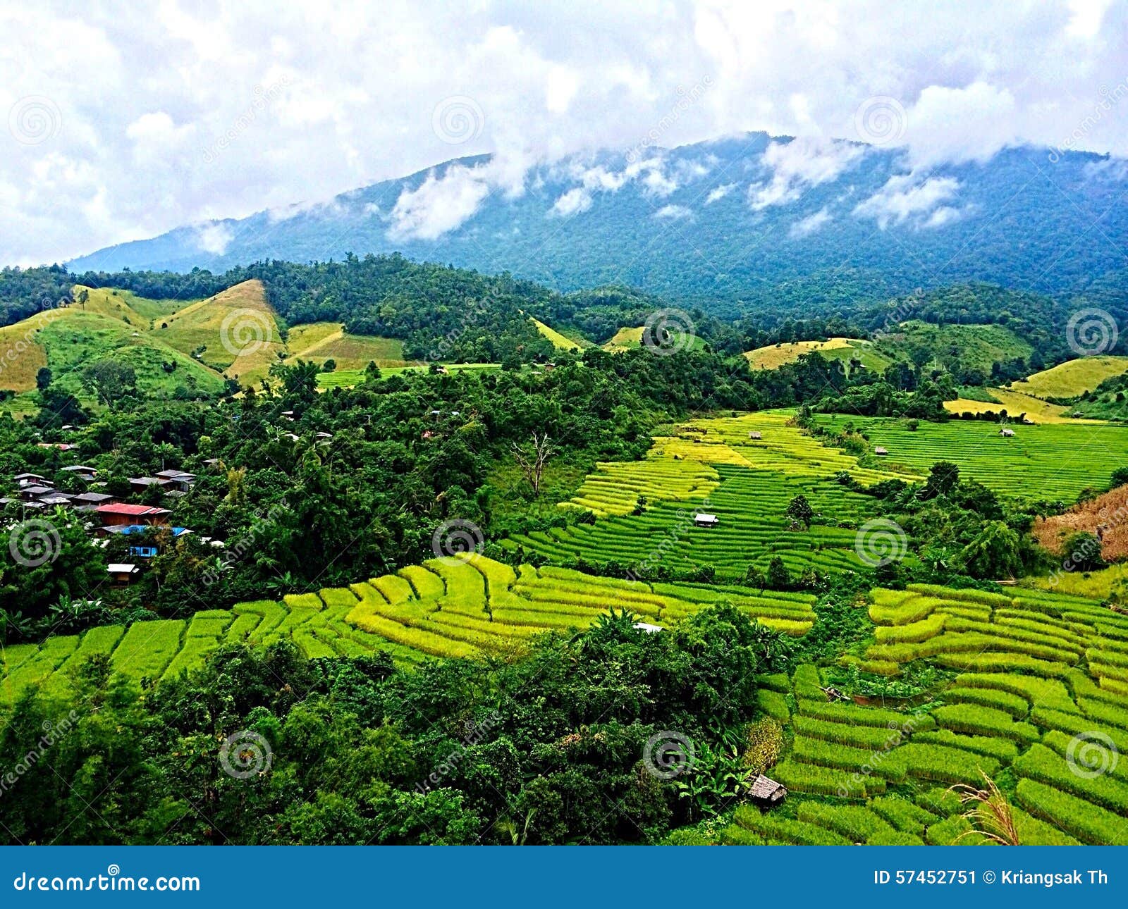 Thai Rice Paddy Field. stock image. Image of growing - 57452751