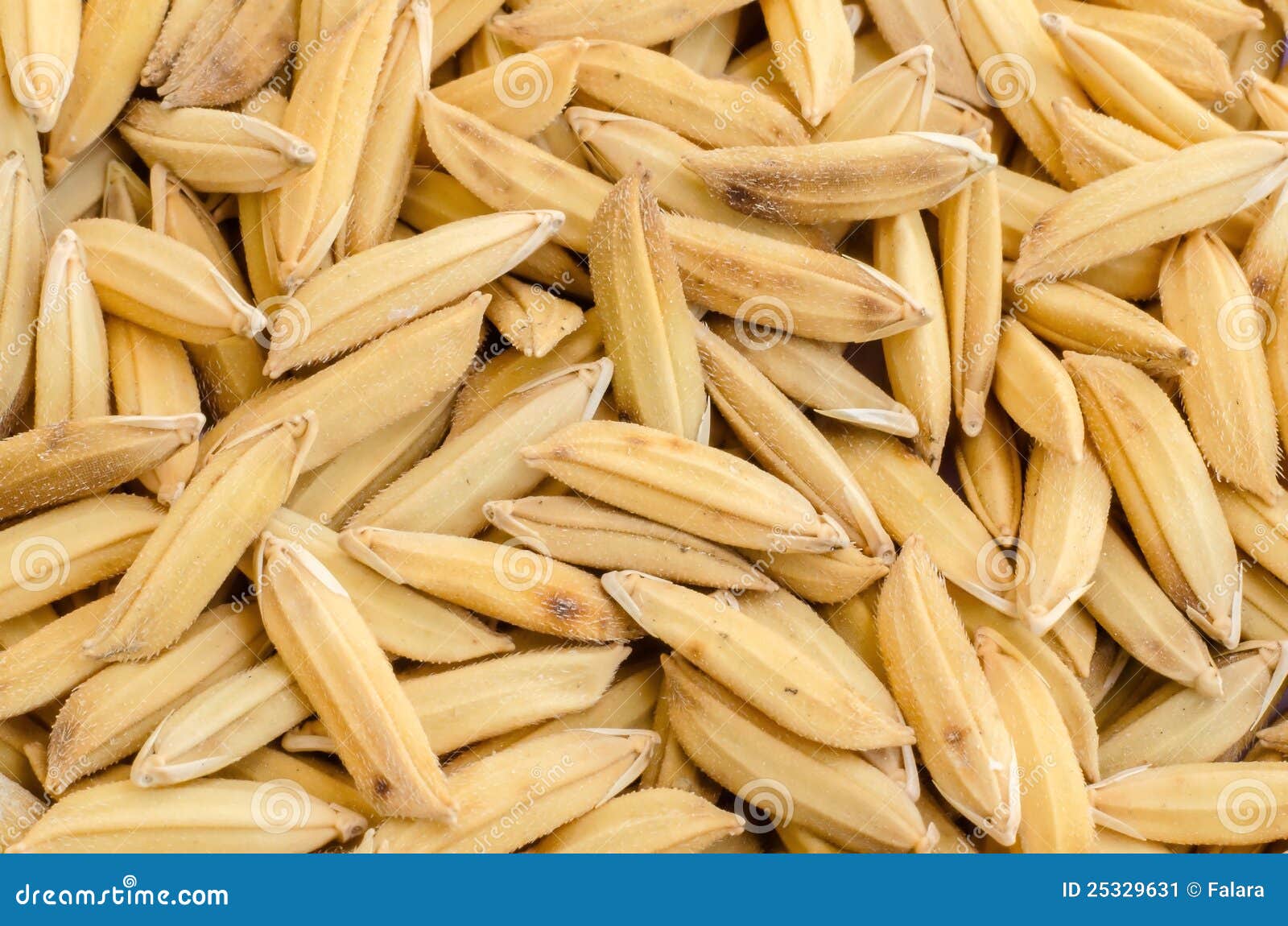 Rice Seed. Royalty-Free Stock Photography | CartoonDealer.com #35205047