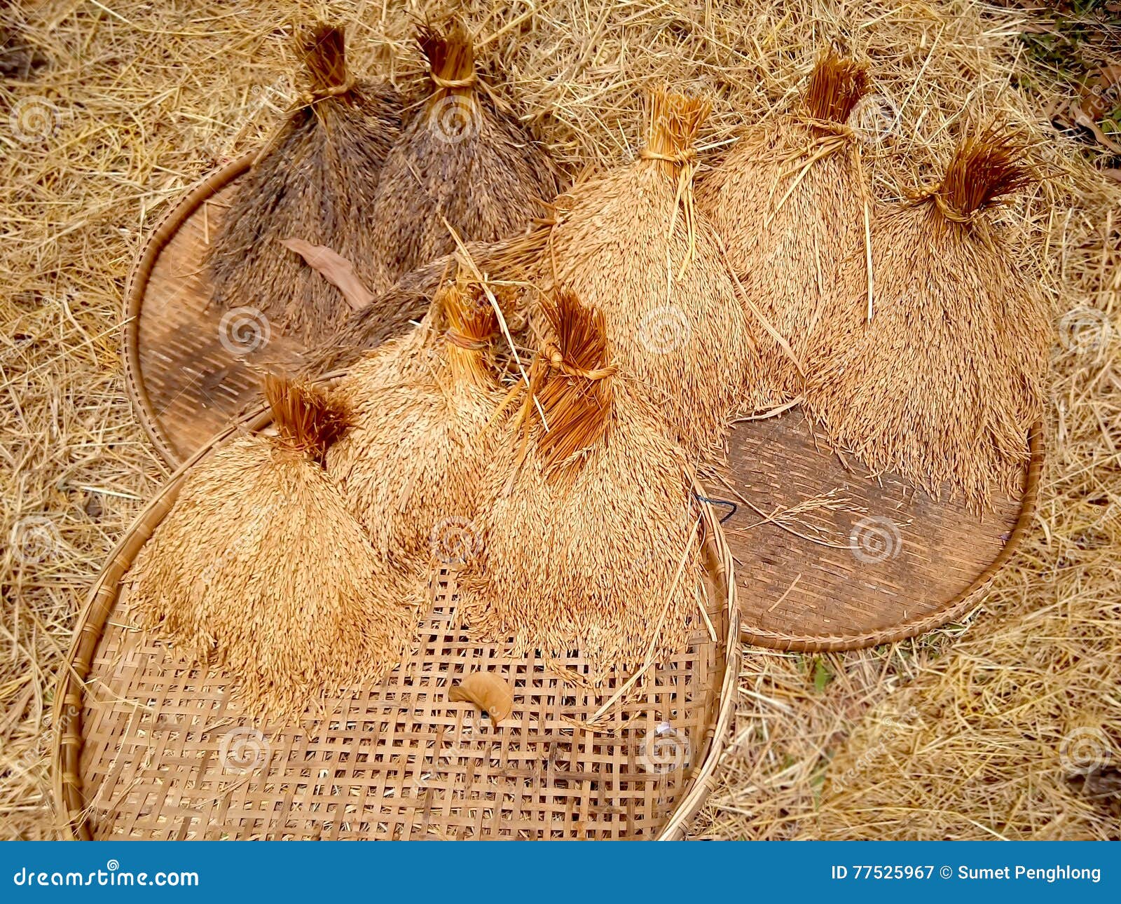Thai Rice on Threshing Basket Stock Image - Image of farm, healthy ...