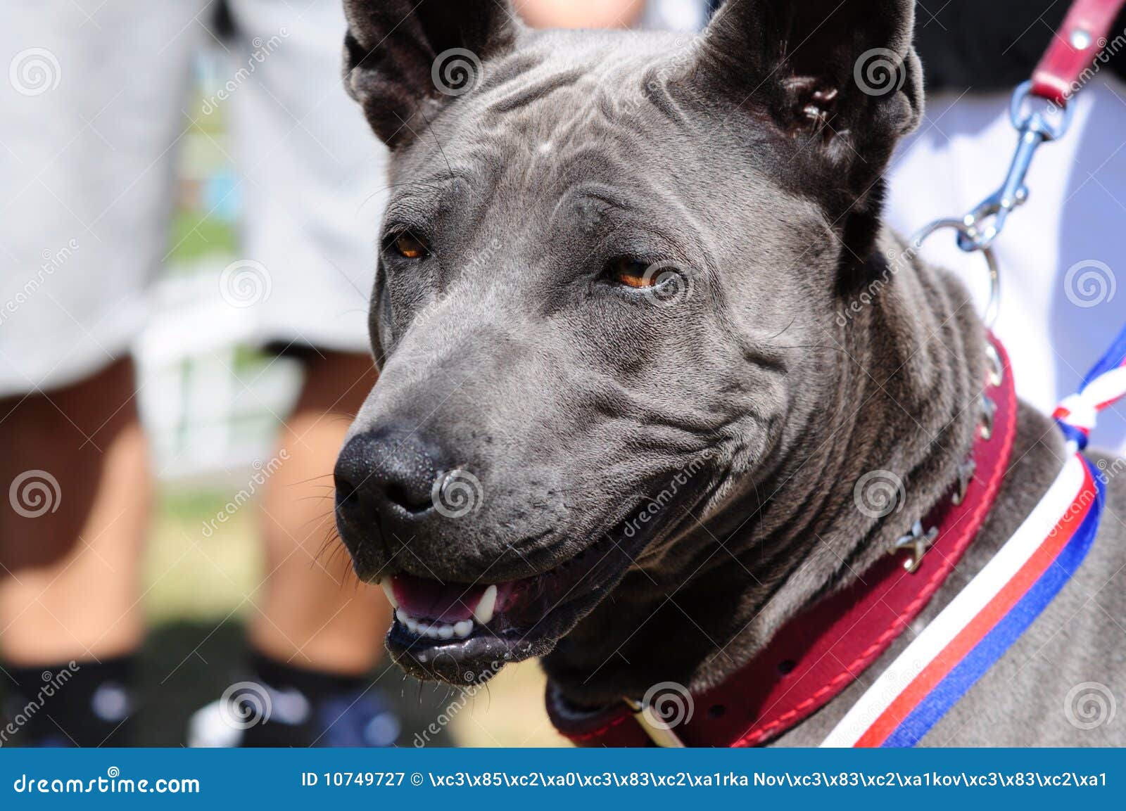 Thai Ridgeback stock image. Image of show, close, head - 10749727