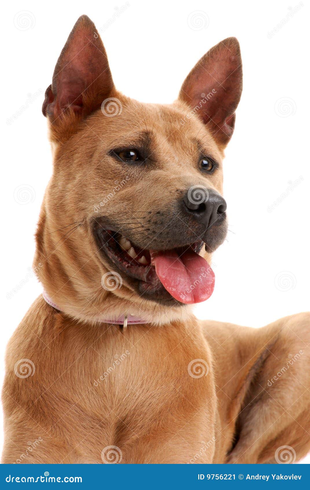 Thai Ridgeback Dog stock image. Image of domestic, doggy - 9756221