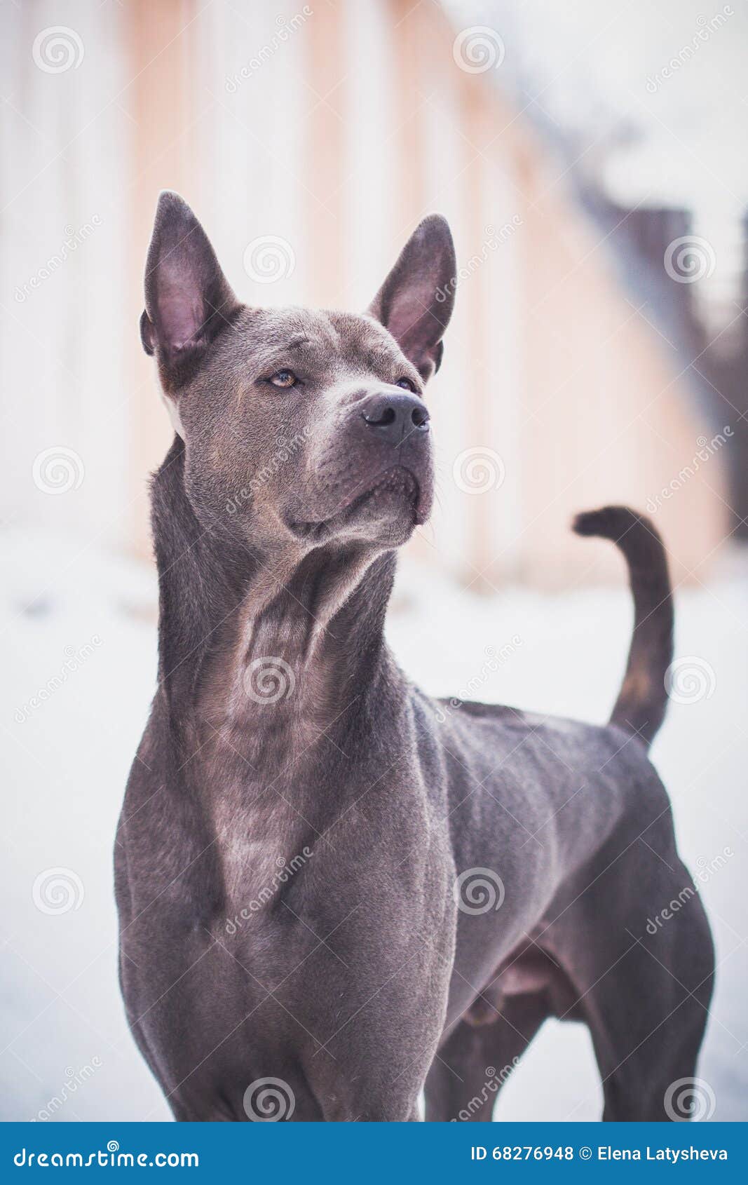 Thai Ridgeback Dog in the City on the Road Stock Photo - Image of happy ...