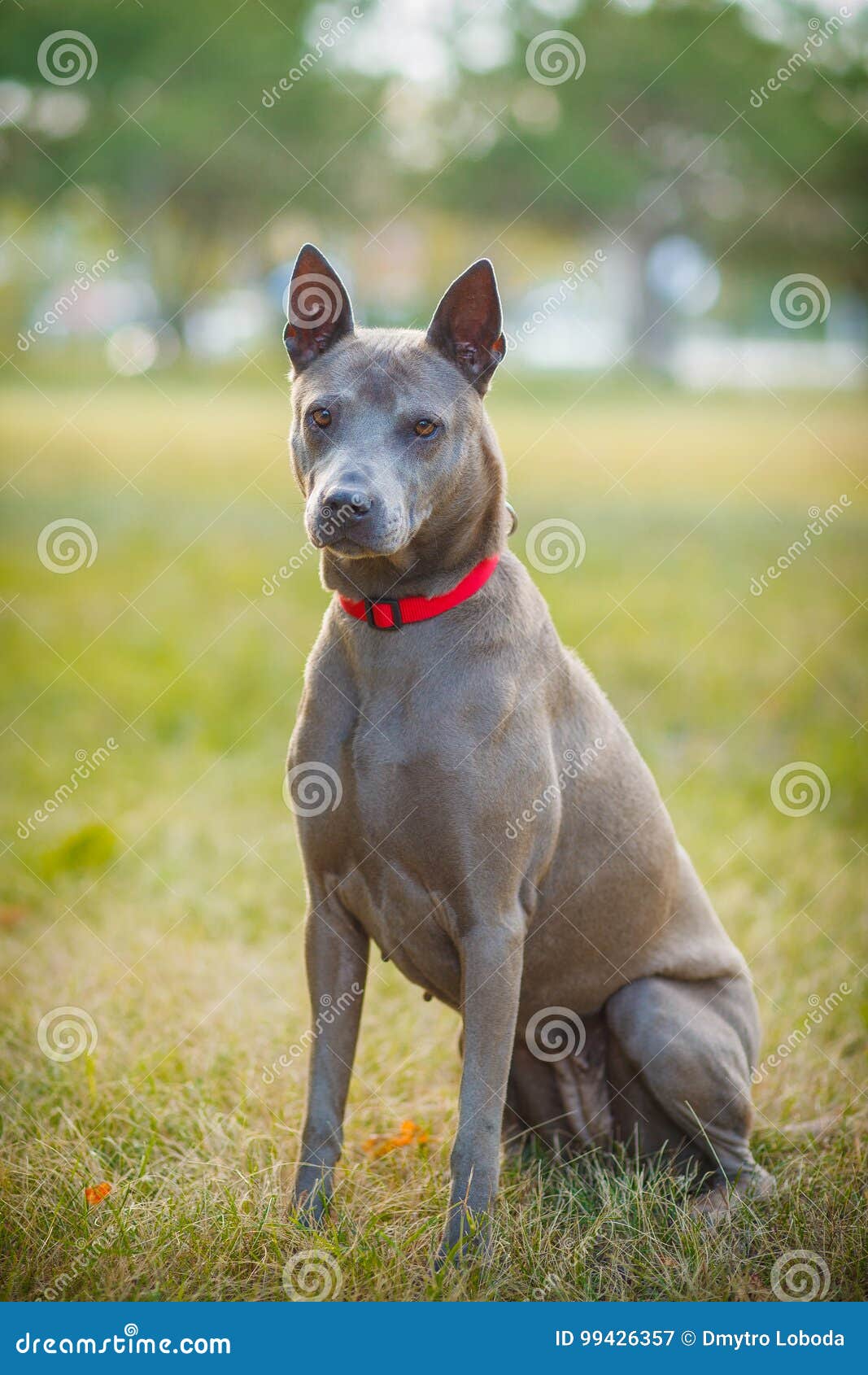 Thai Ridgeback Dog Outdoors Stock Image - Image of close, collar: 99426357