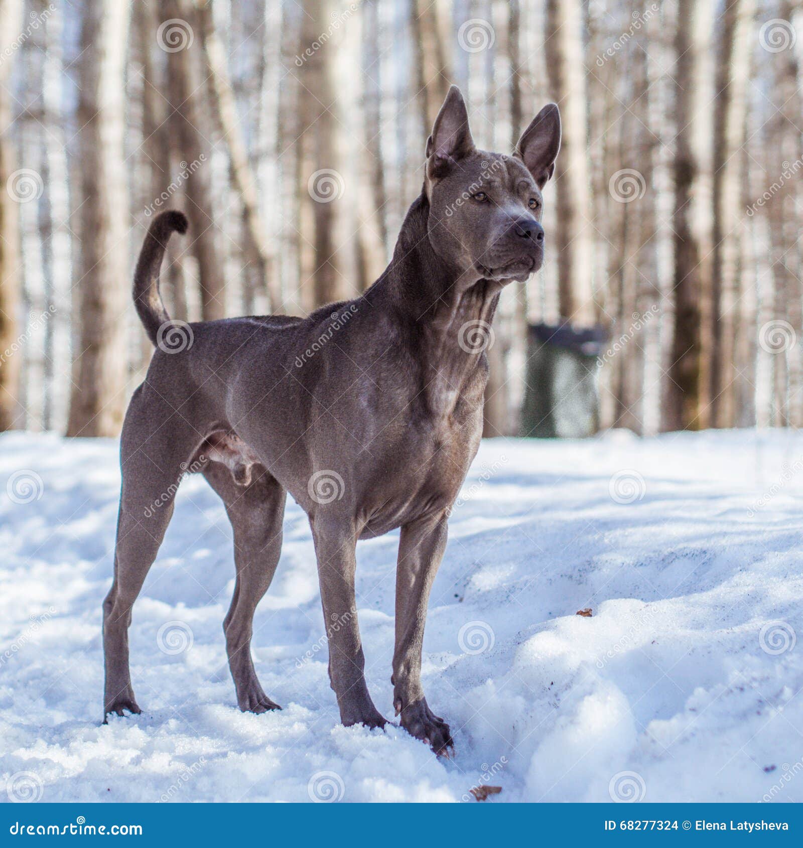 Thai Ridgeback Dog in the Park on the Road Stock Photo - Image of ...