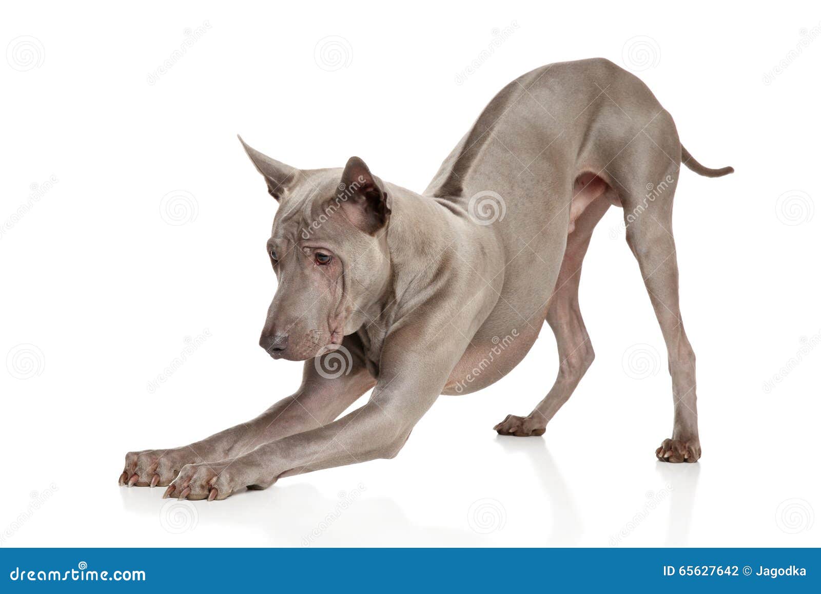 Thai Ridgeback Puppies