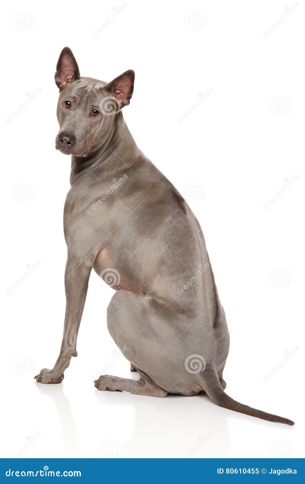 1,947 Thai Ridgeback Dog Stock Photos - Free & Royalty-Free Stock ...