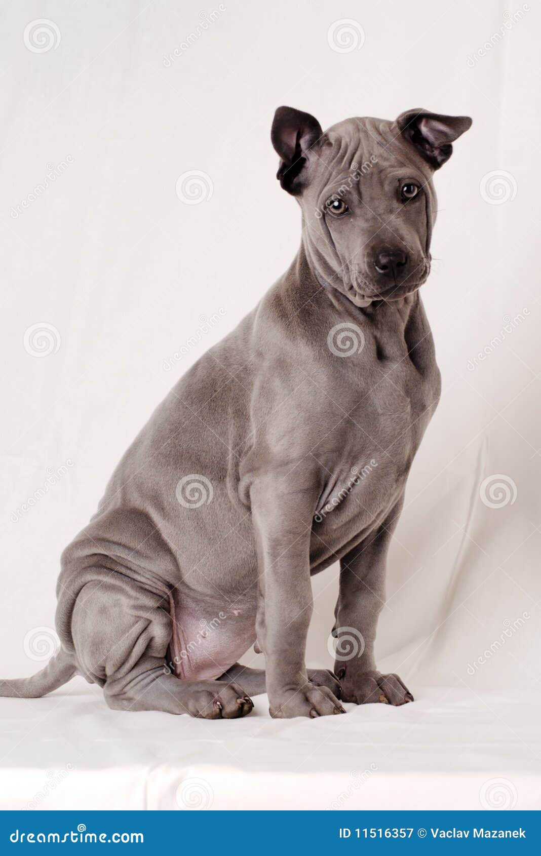 Dog Roxy Photos - Free & Royalty-Free Stock Photos from Dreamstime