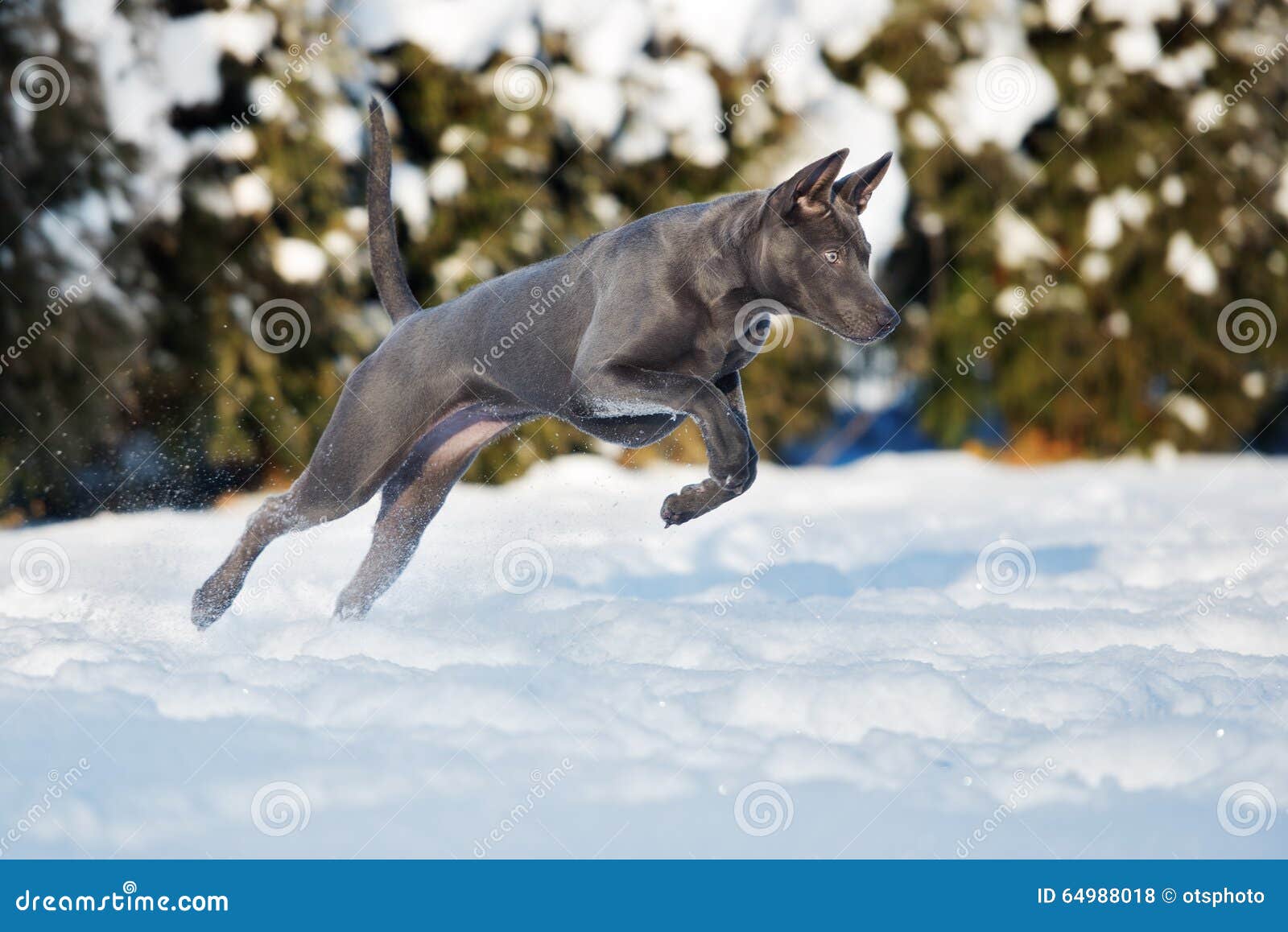 Thai Ridgeback Dog Running Outdoors in Winter Stock Photo - Image of ...
