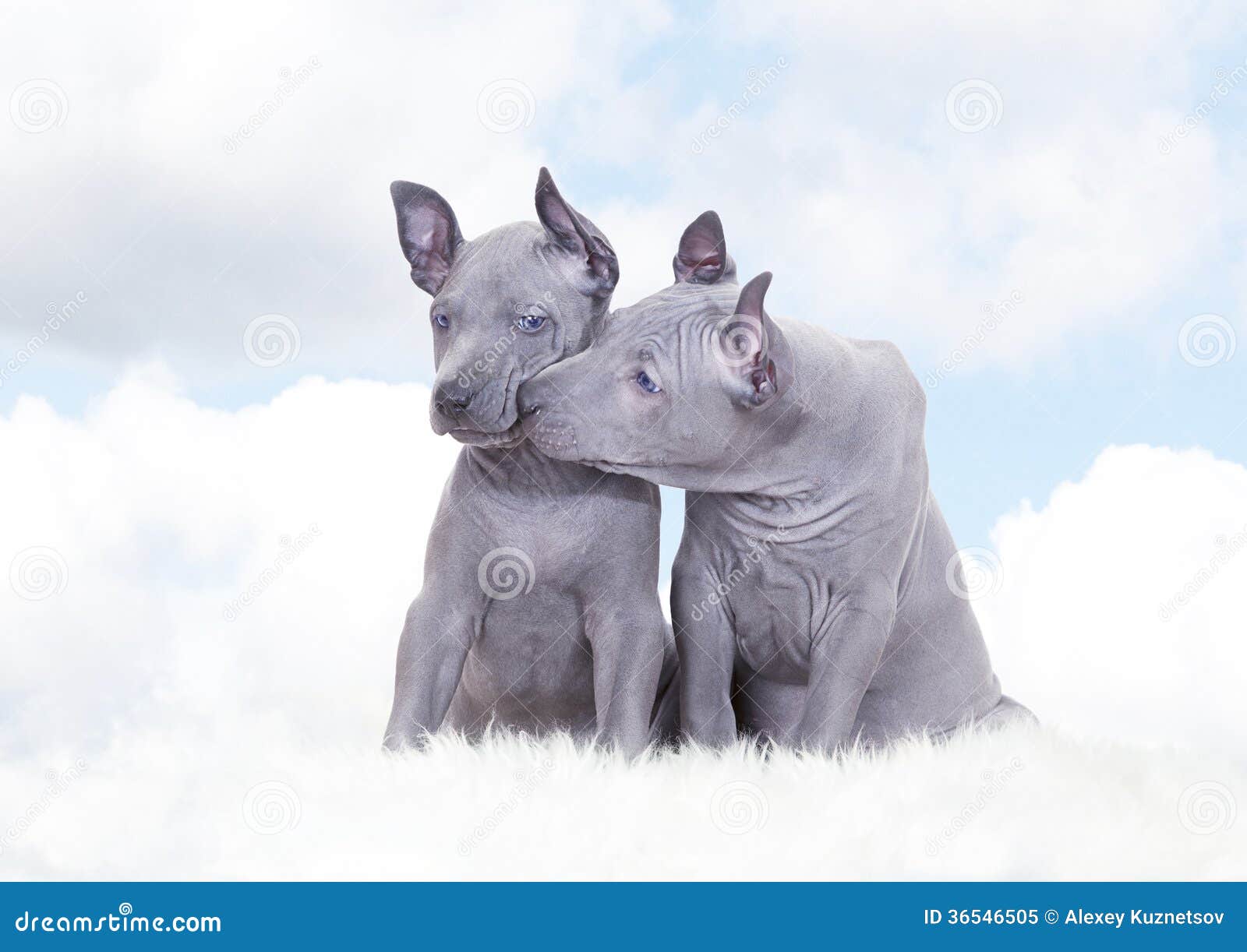 Thai Ridgeback Puppies Against Blue Sky Stock Image - Image of ridge ...