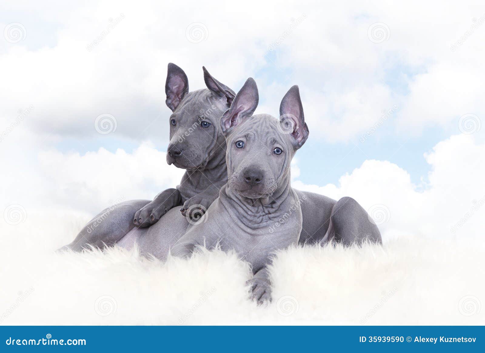 Blue Thai Ridgeback Puppy