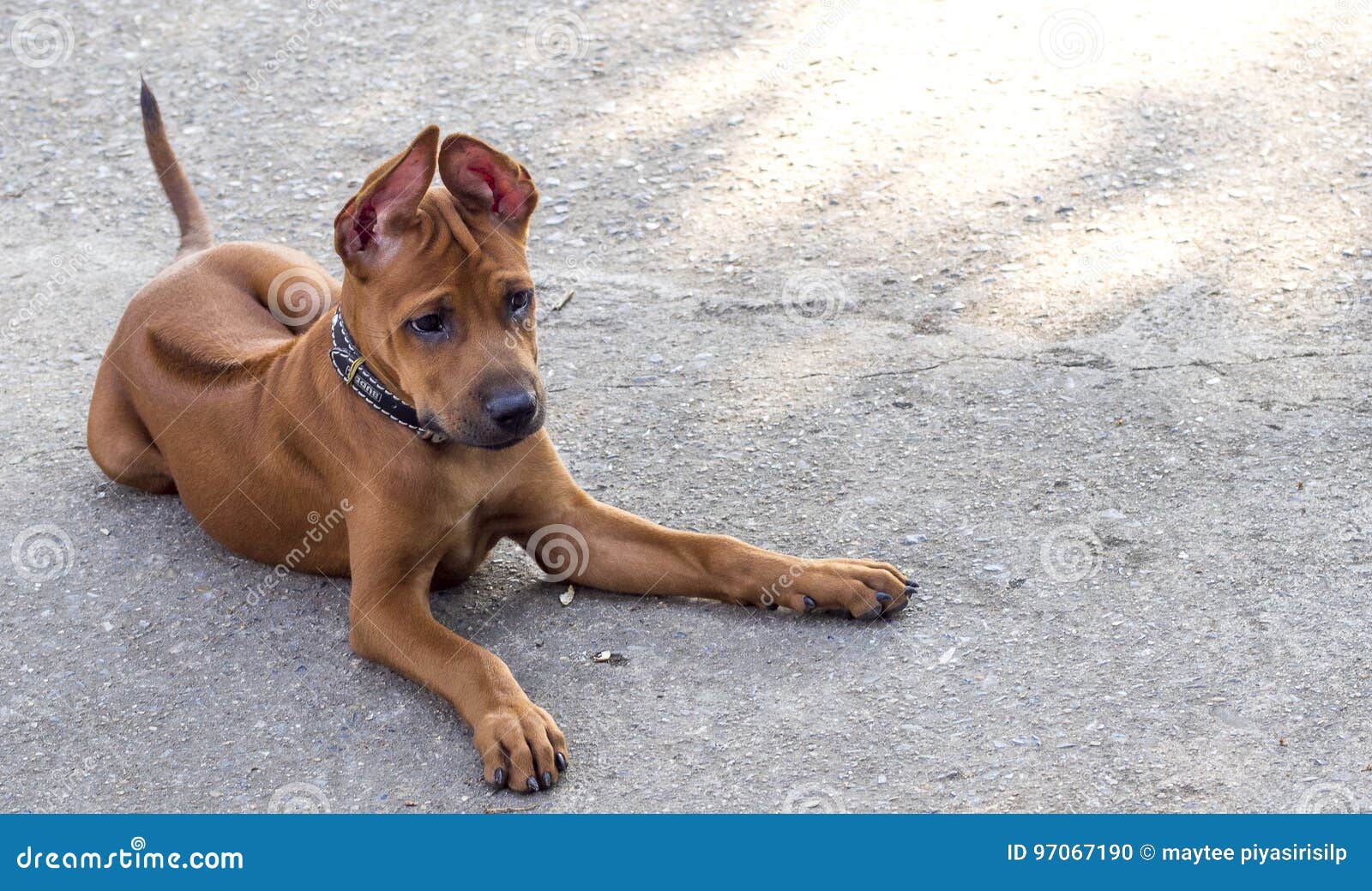 Thai ridgeback stock photo. Image of snout, puppy, thai - 97067190
