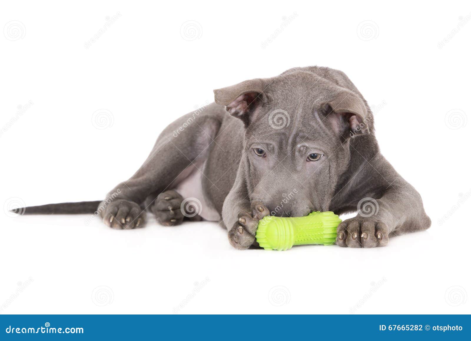 Thai ridgeback puppy stock photo. Image of white, studio - 67665282