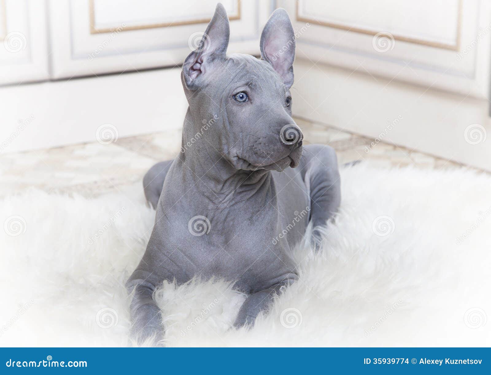 Blue Thai Ridgeback Puppy
