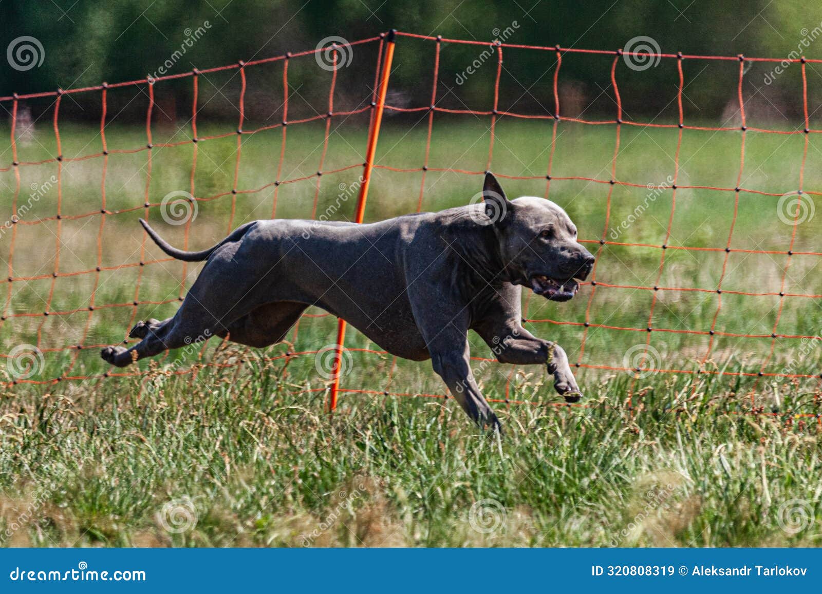 Thai Ridgeback Running Full Speed at Lure Coursing Sport Competition ...