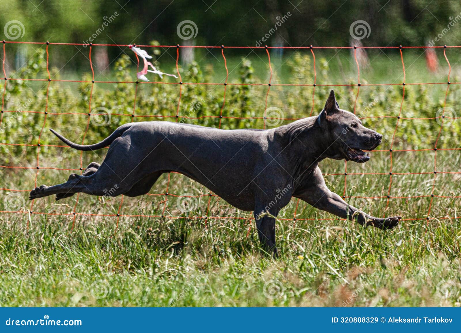Thai Ridgeback Running Full Speed at Lure Coursing Sport Competition ...