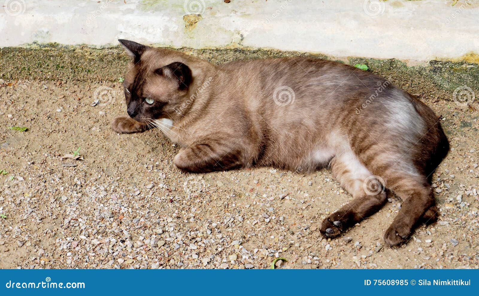 Thai Roan cat stock image. Image of body, still, animal - 75608985