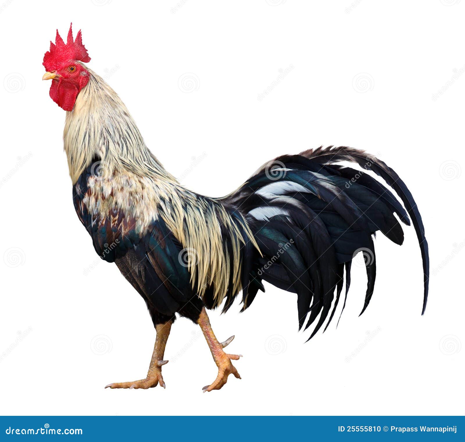 Good Looking Thai Rooster