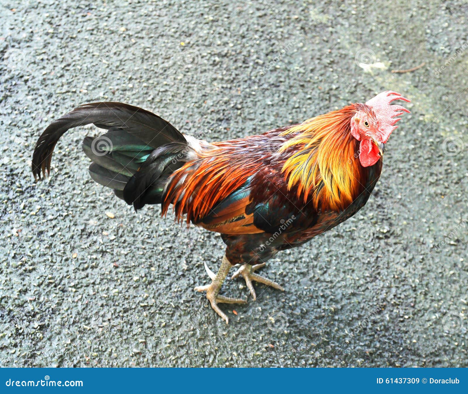 Thai Rooster stock image. Image of forest, male, poultry - 61437309