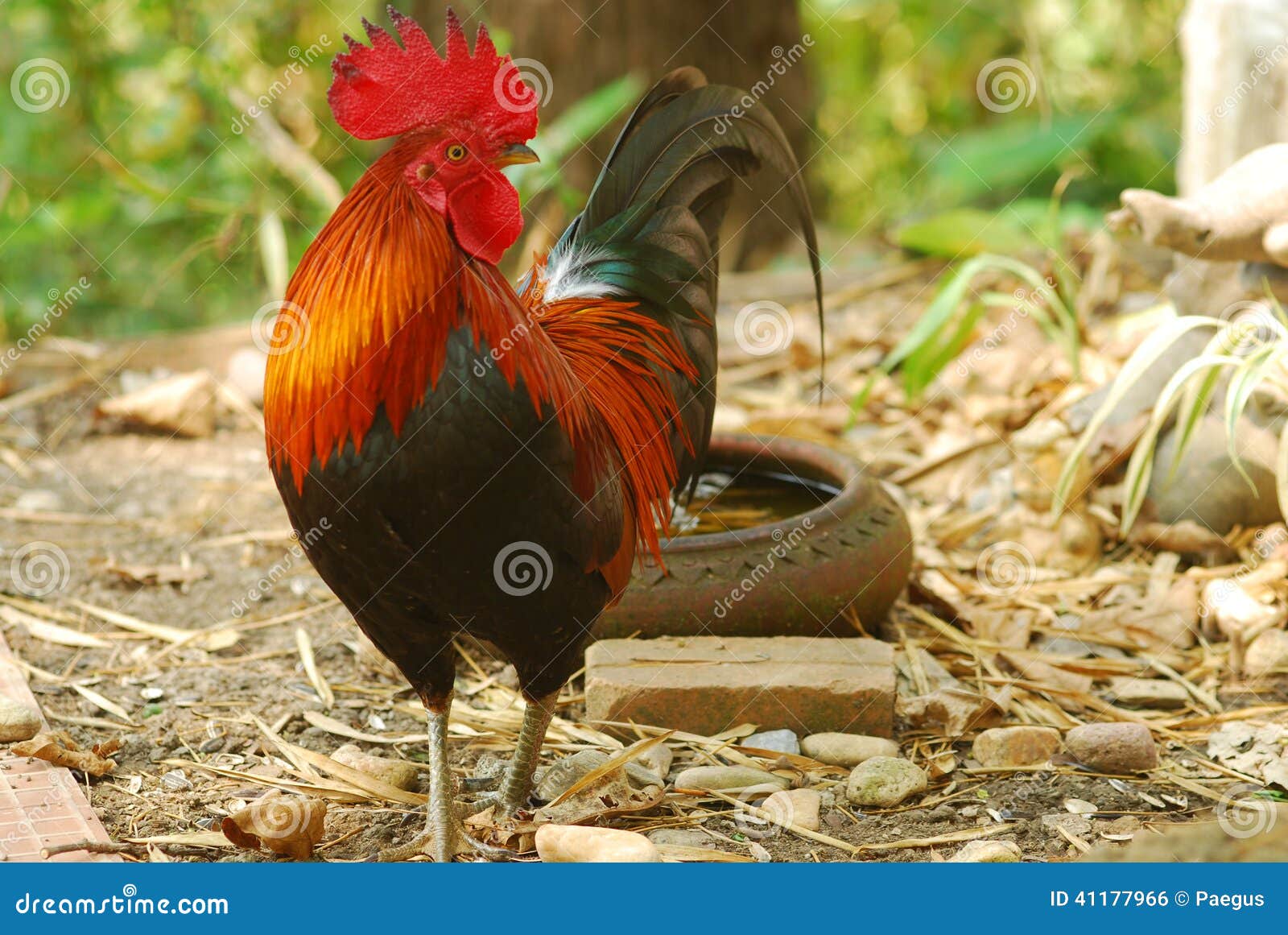 Thai Rooster stock photo. Image of profile, dominant - 41177966